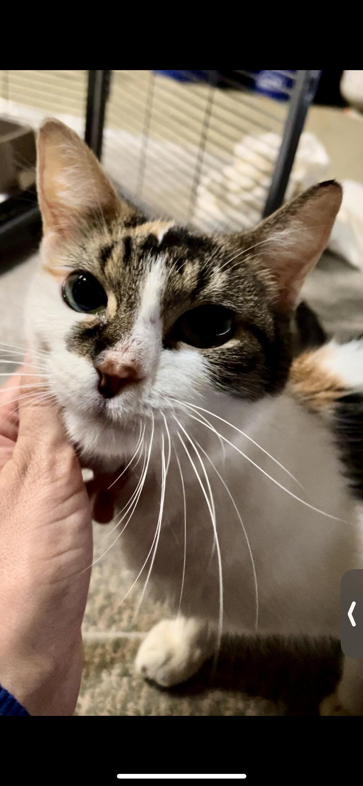 Our new rescue Mina! | Scrolller