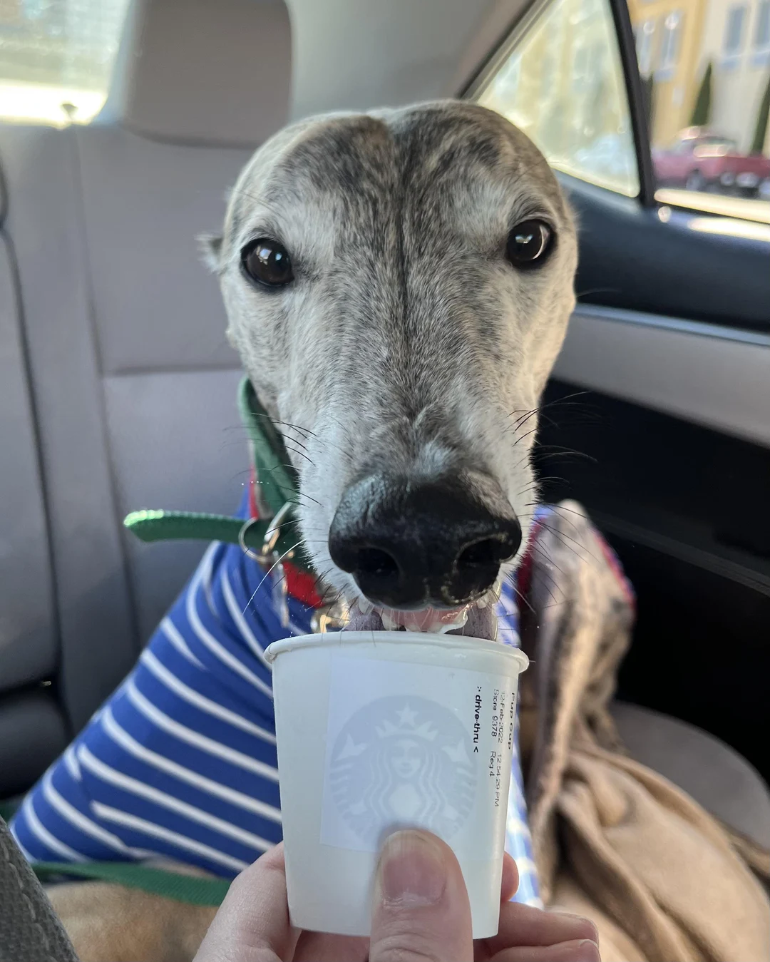 His teefers while he eats his pup cup | Scrolller