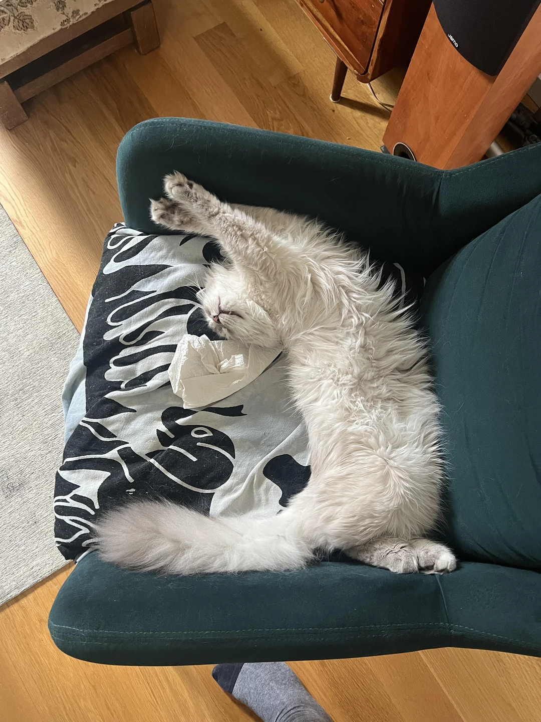 I see your awkward sleeping poses and raise you one Sven ! | Scrolller