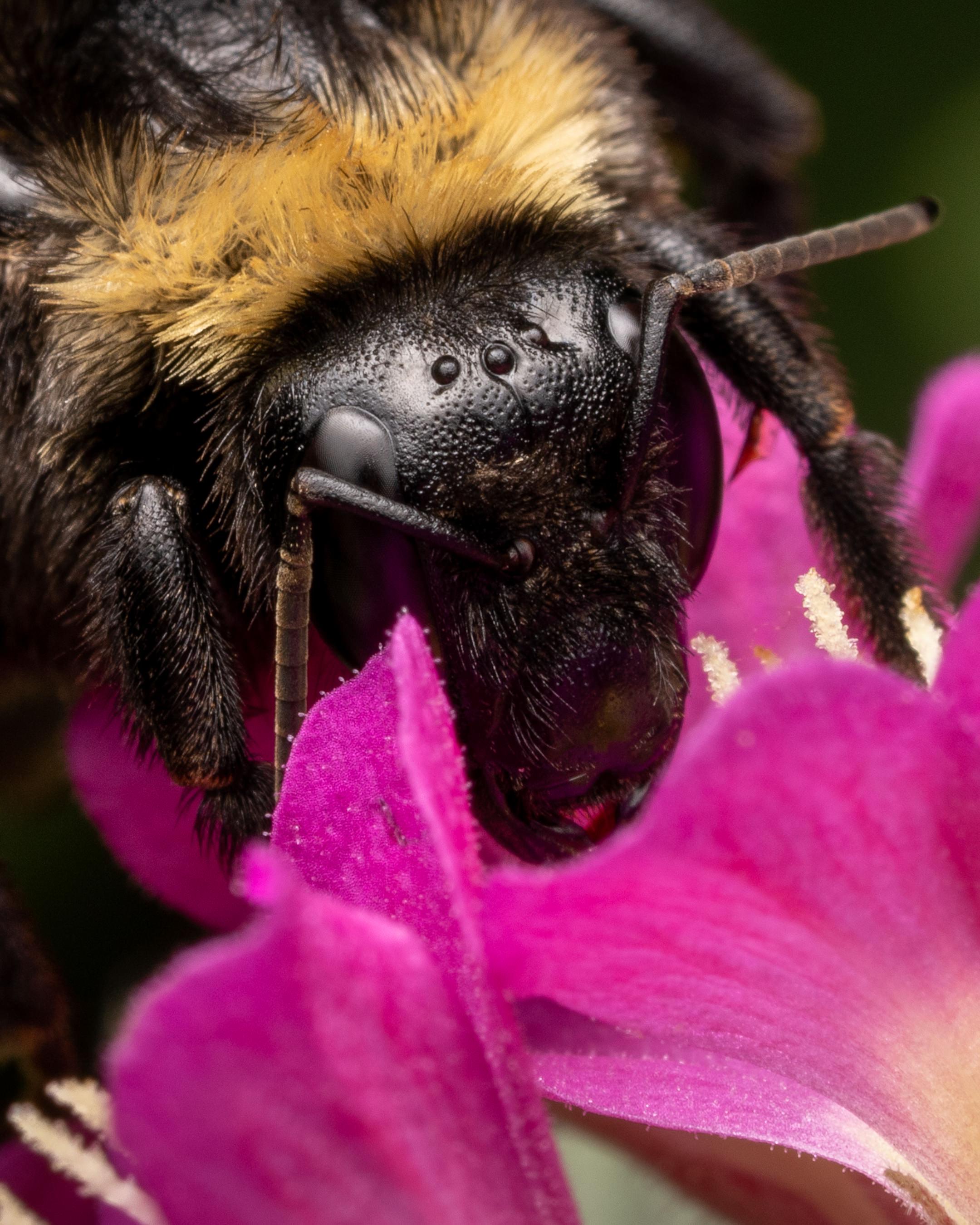 Bumblebee taking a nap [OC] | Scrolller