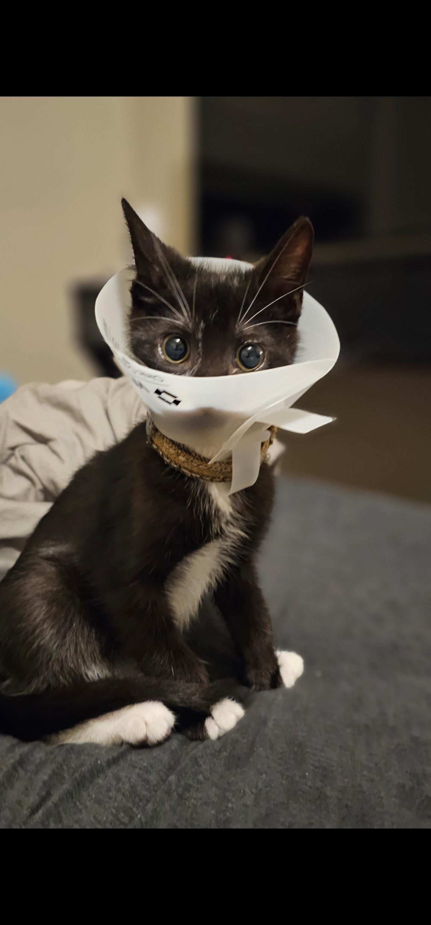 Show me your cats in cones. This is Mr. Bean. | Scrolller
