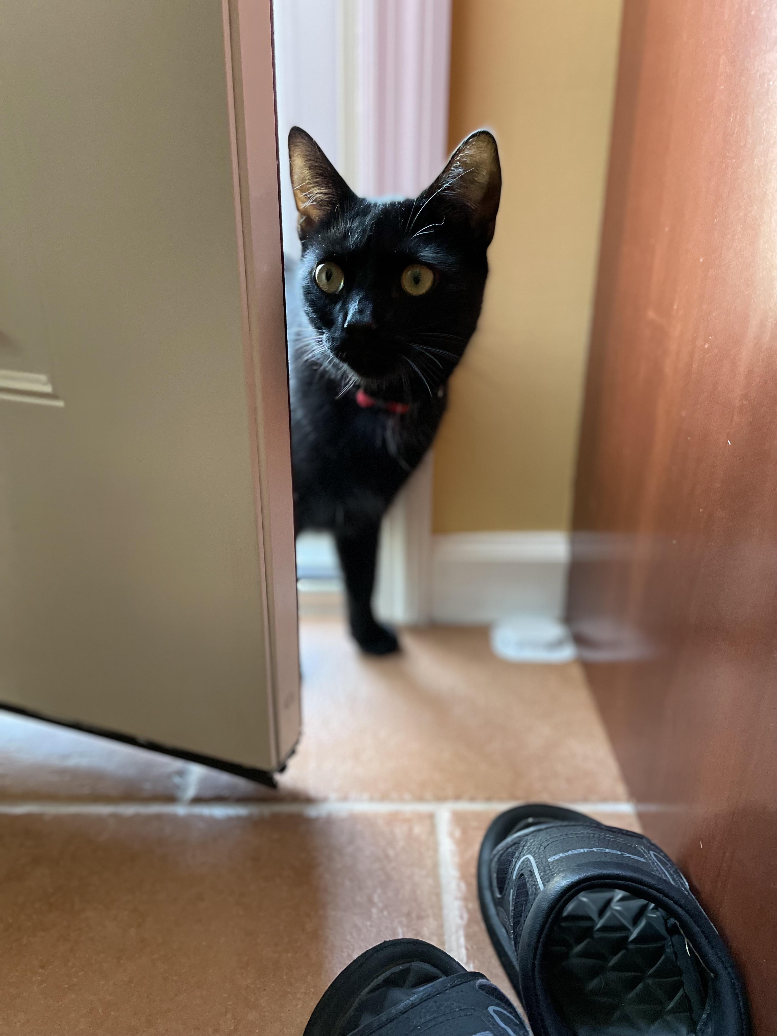 Here comes Hank (OC) | Scrolller