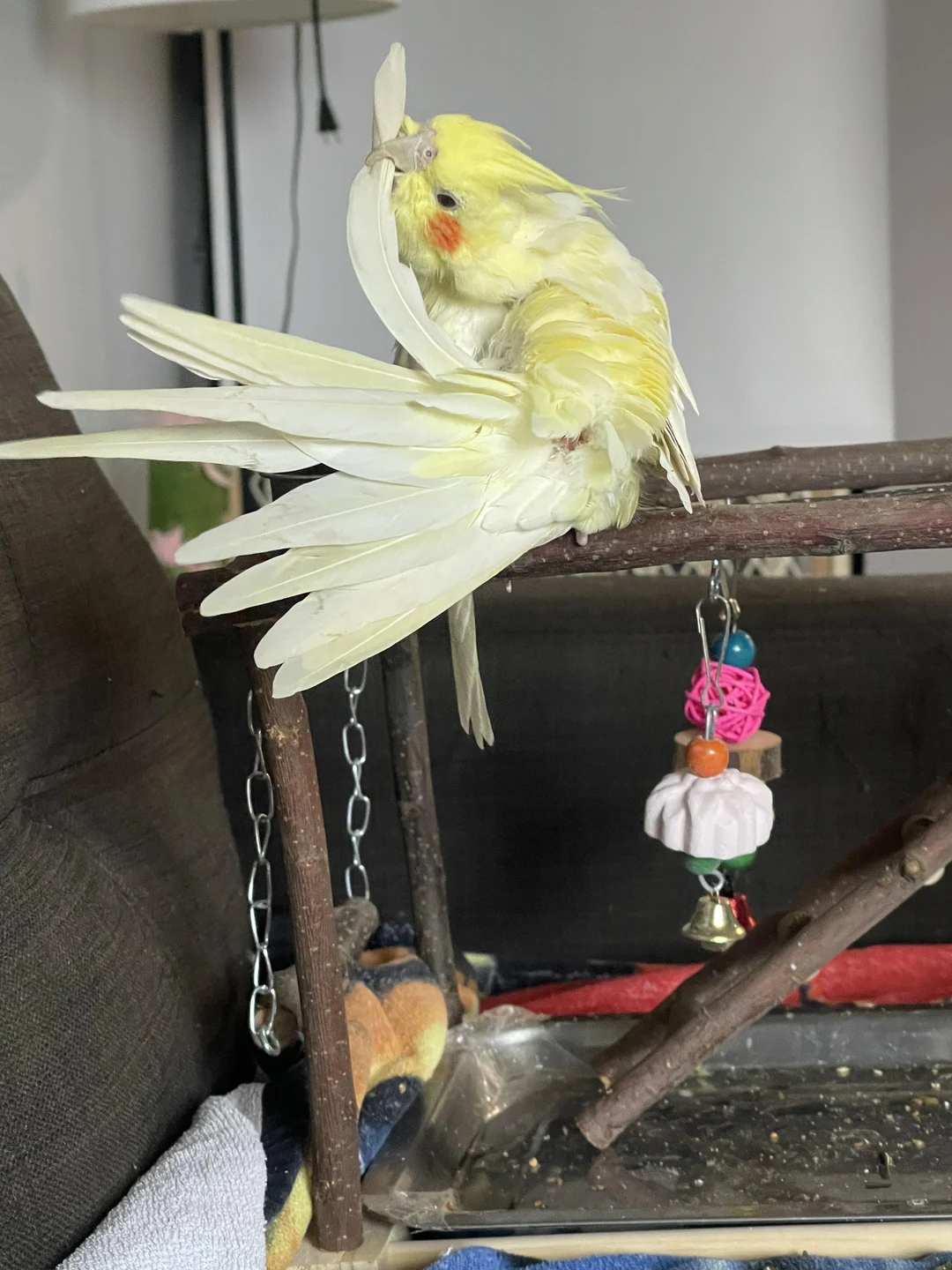 Cleaning those butt feathers | Scrolller