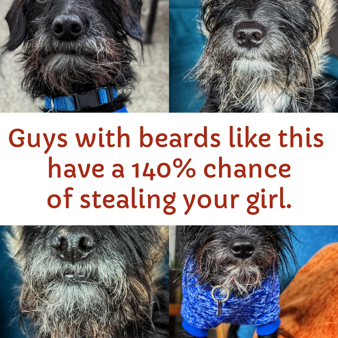 Dogs with beards | Scrolller