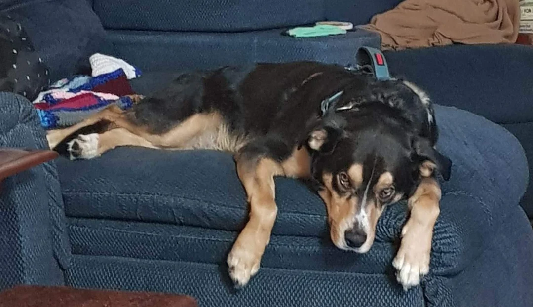 Sleepy stink-eye | Scrolller