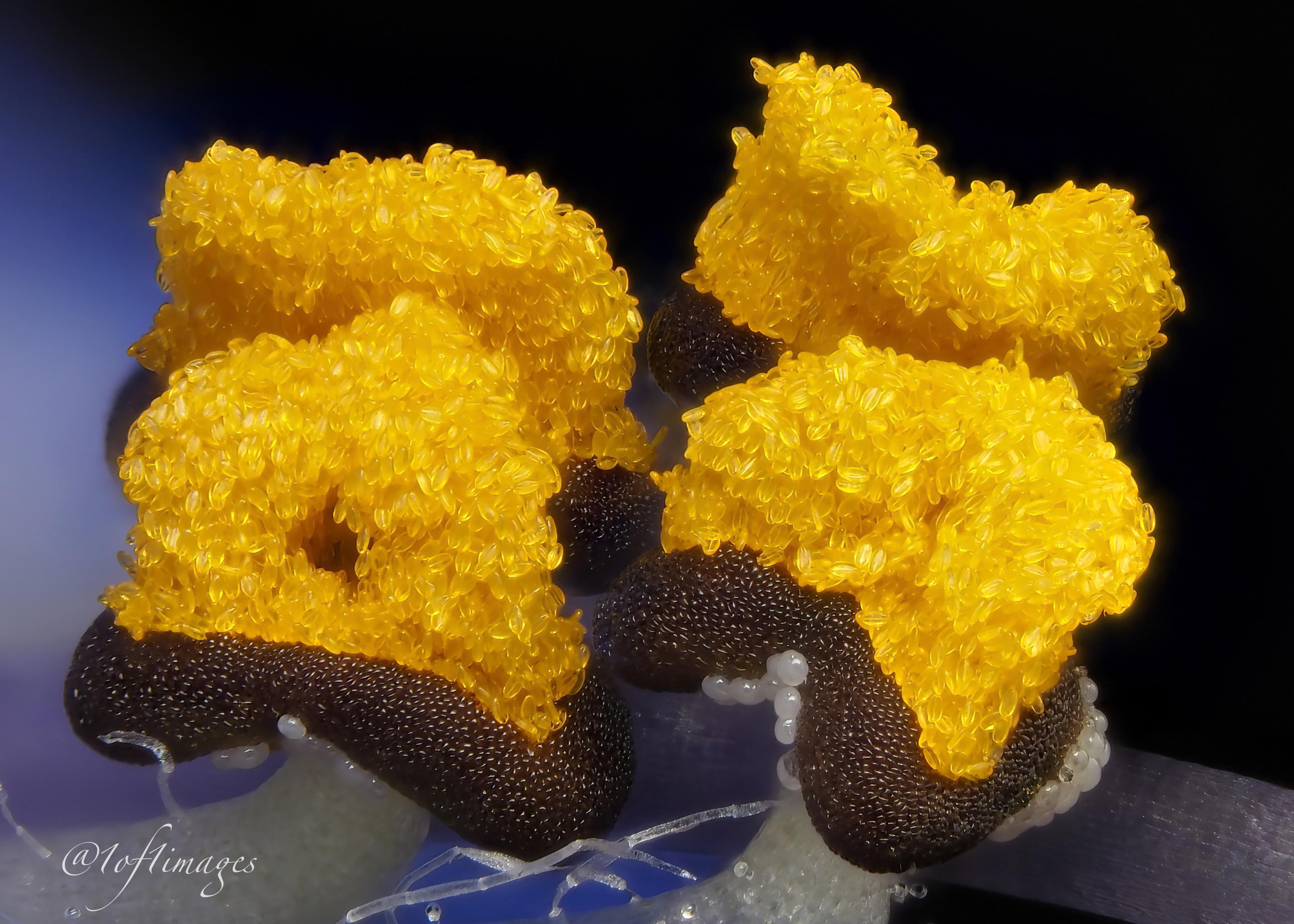 Creeping Charlie pollen | Scrolller