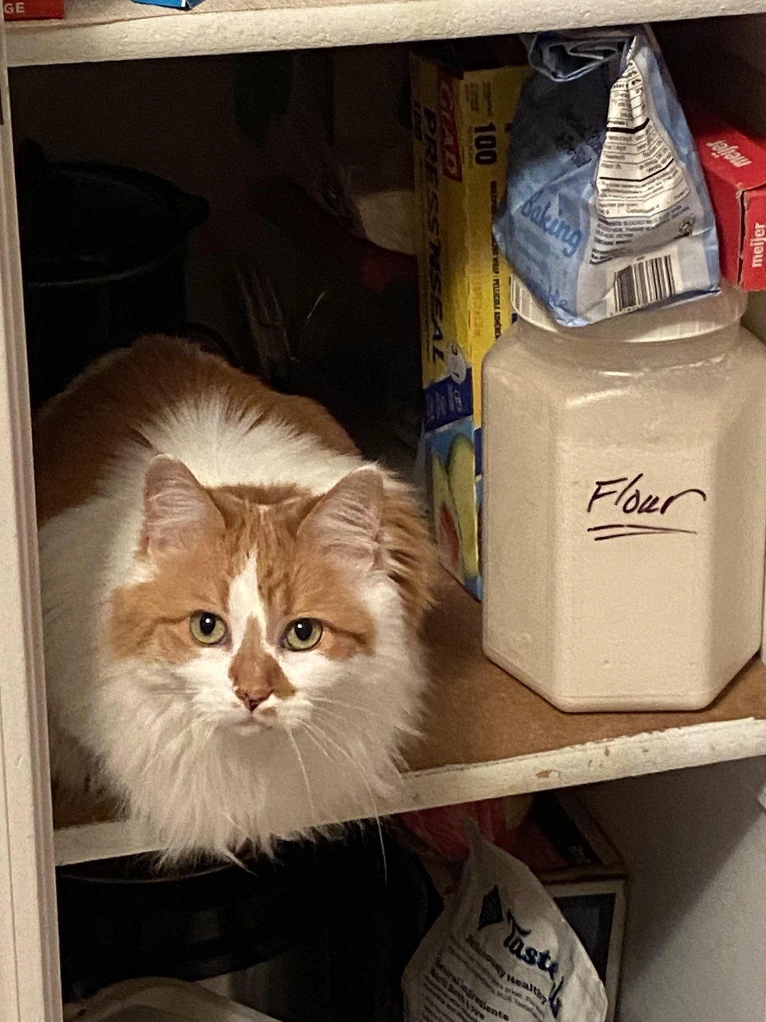 loaf spotted in the pantry | Scrolller