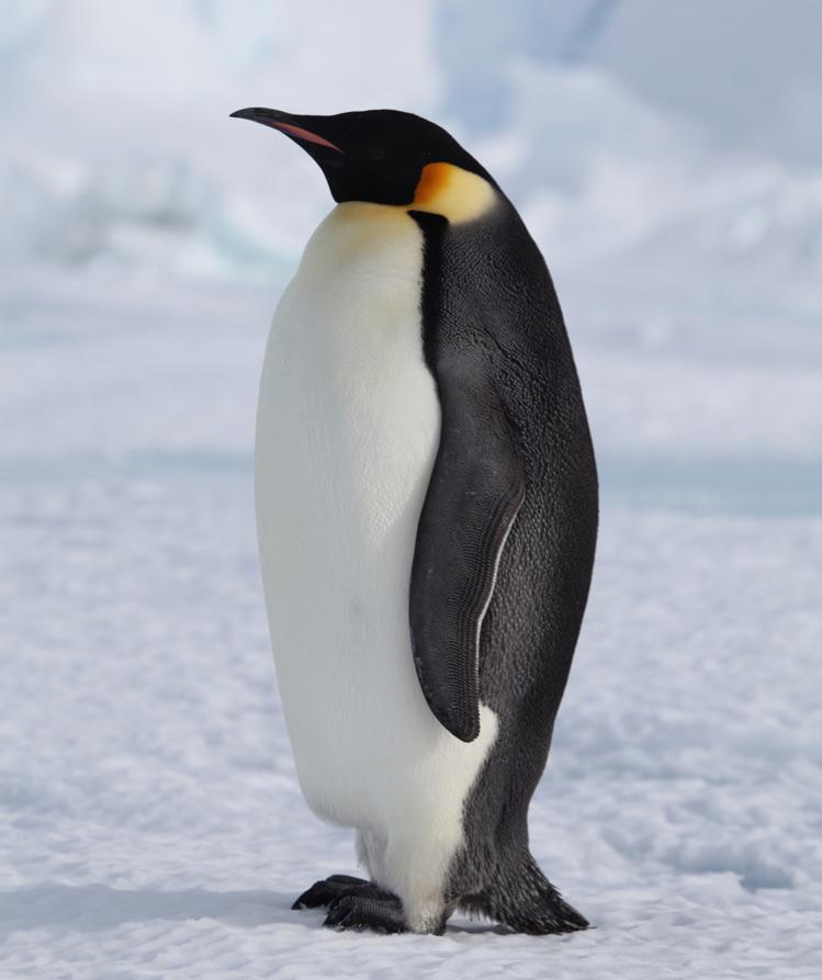 A fine specimen | Scrolller