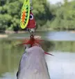 does anybody know where i can find this exact lure? | Scrolller