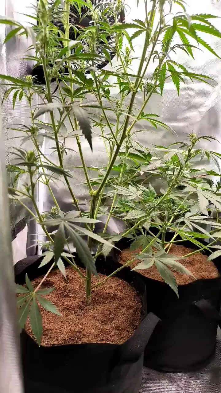 Second grow | Scrolller
