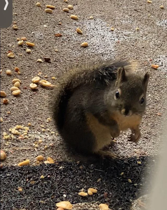 Discover more like Squirrels: Happy National Squirrel Day!! 💕🐿️💕 and Related Content | Scrolller