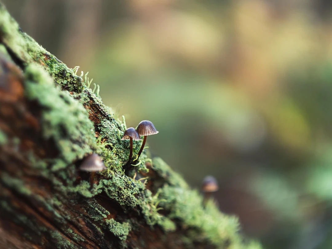 Moss and Mushrooms | Scrolller