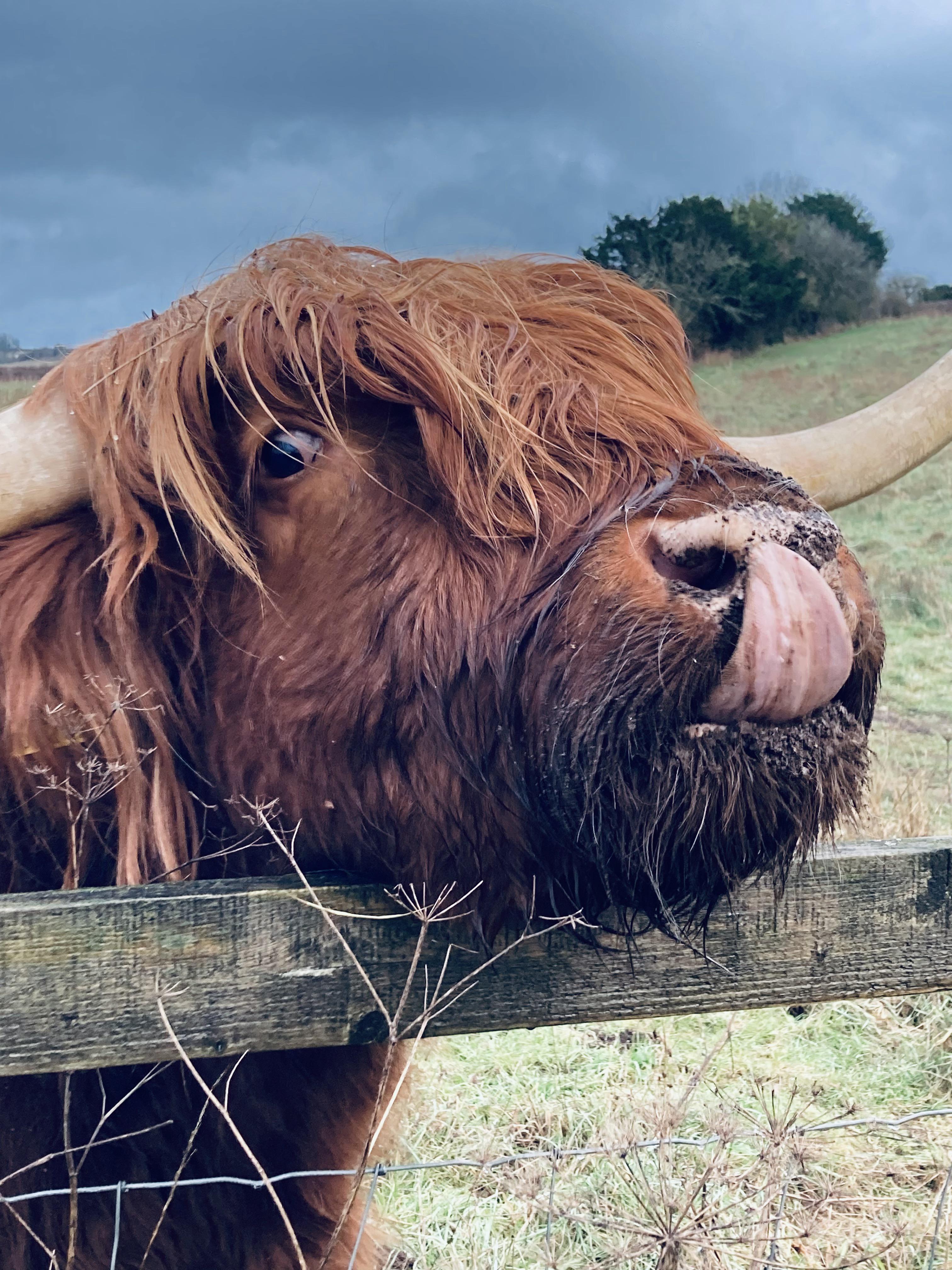 A photo my daughter took of a very derpy cow, we met on a hike today. | Scrolller