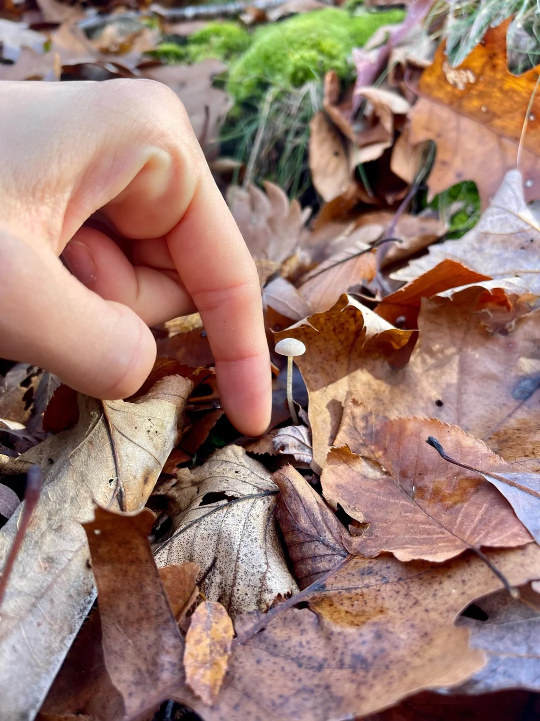 very cute little mushroom | Scrolller