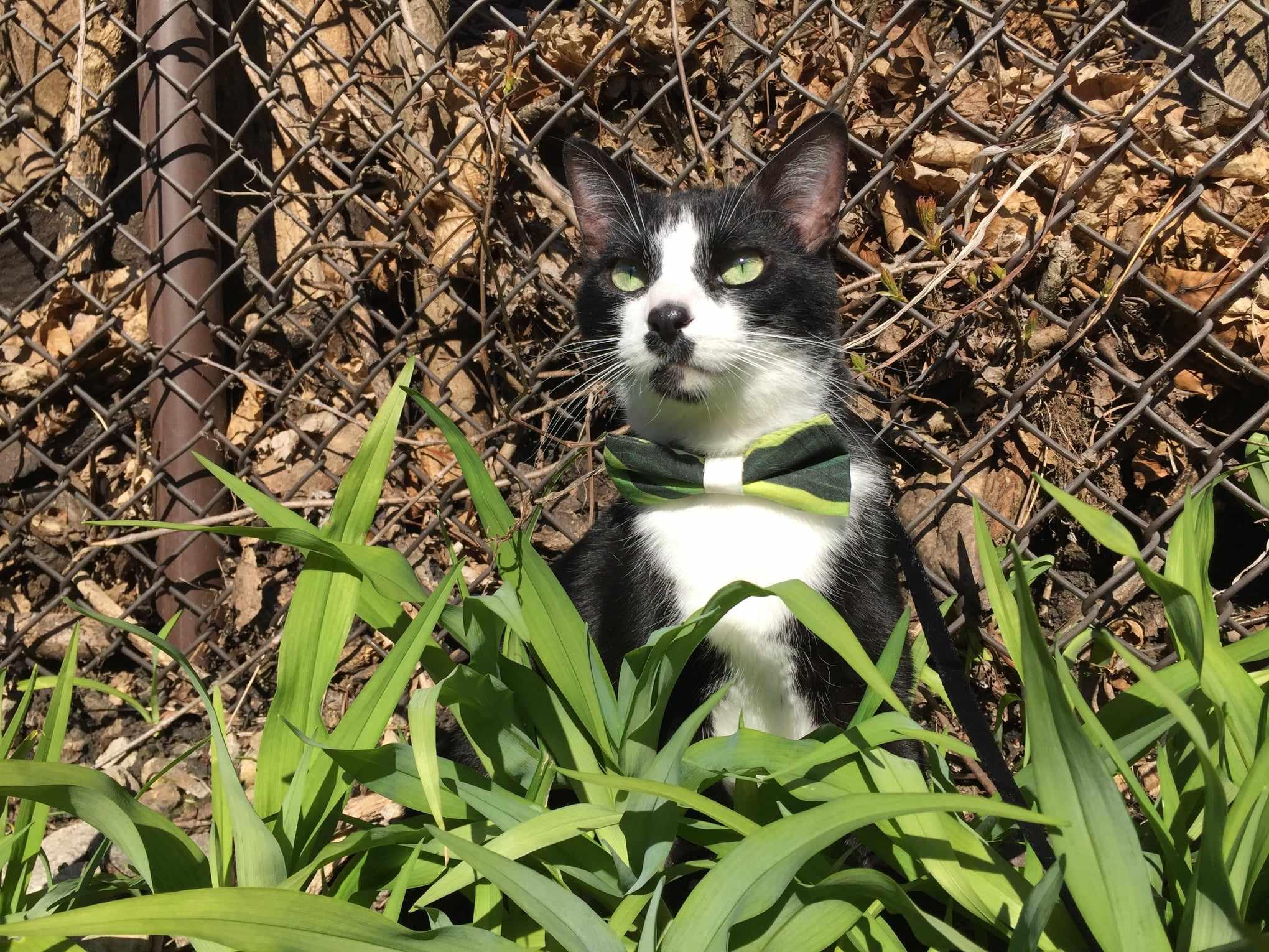 Dapper and On the Hunt | Scrolller