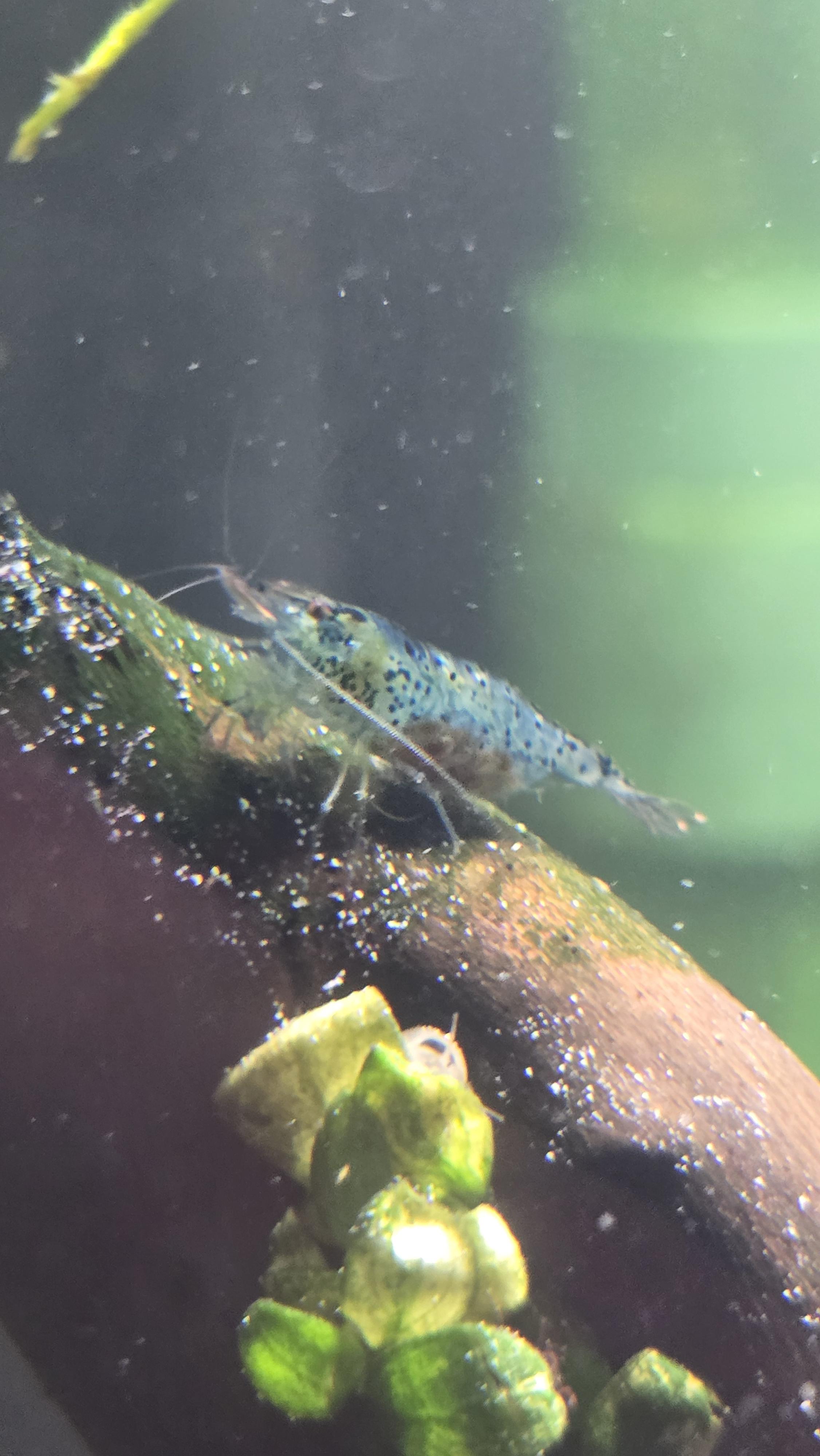 Help identifying breed | Scrolller