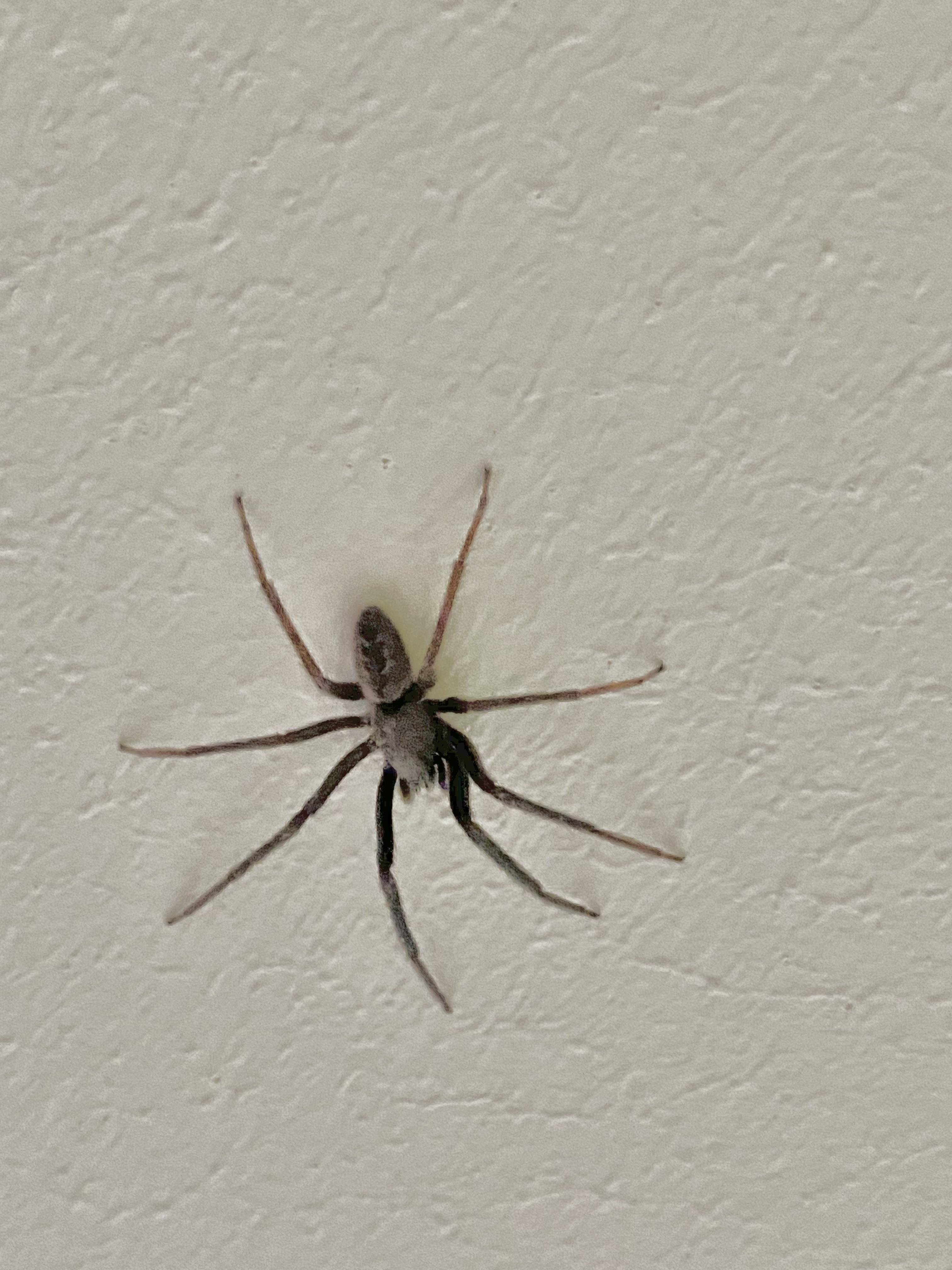 No ID needed this time, I learned here that these are sewer spiders. | Scrolller