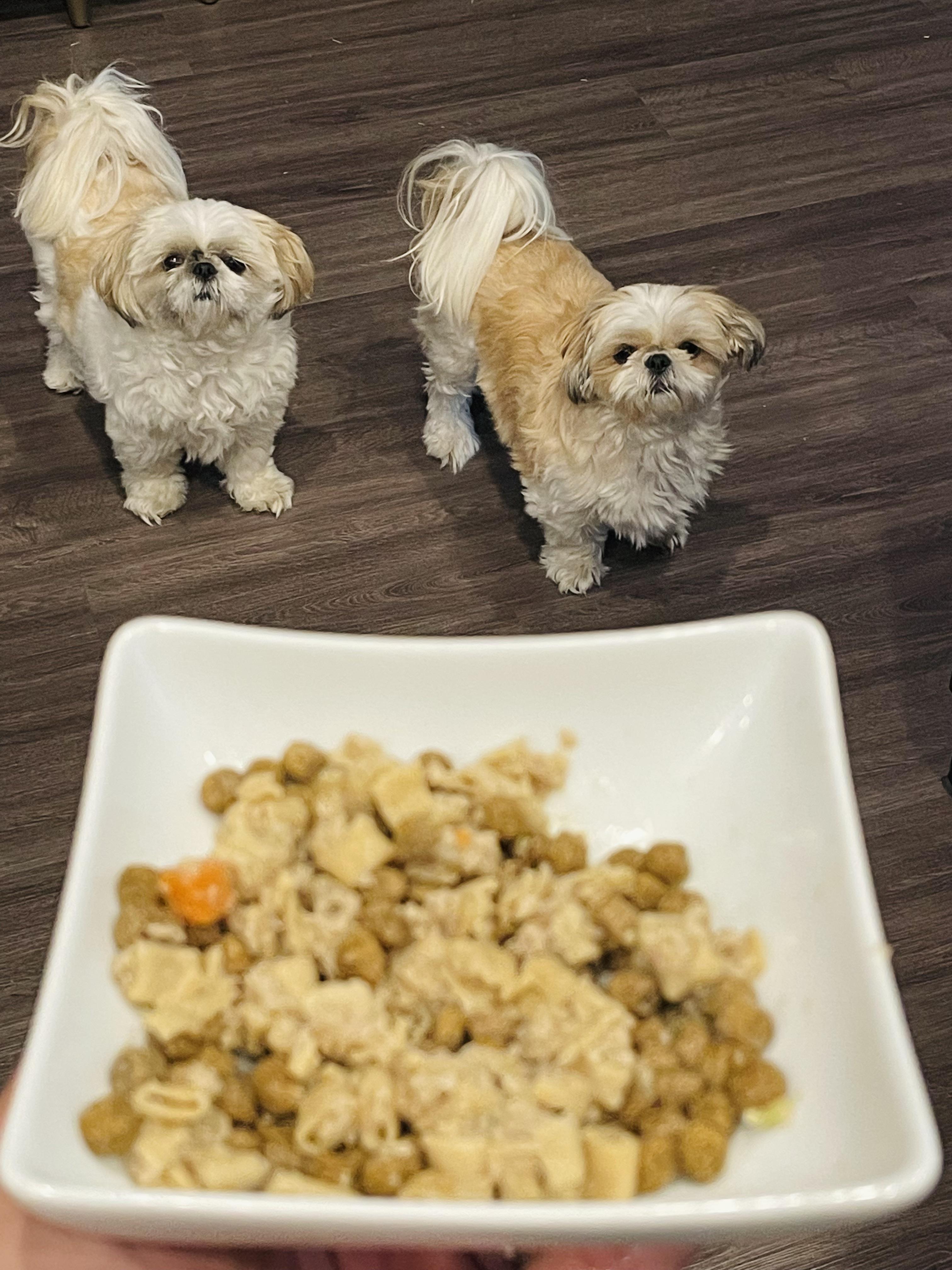 What do u feed your Tzus? Here’s 1tbsp WH kibble + JFFD fresh food & omega oil. They love it ...