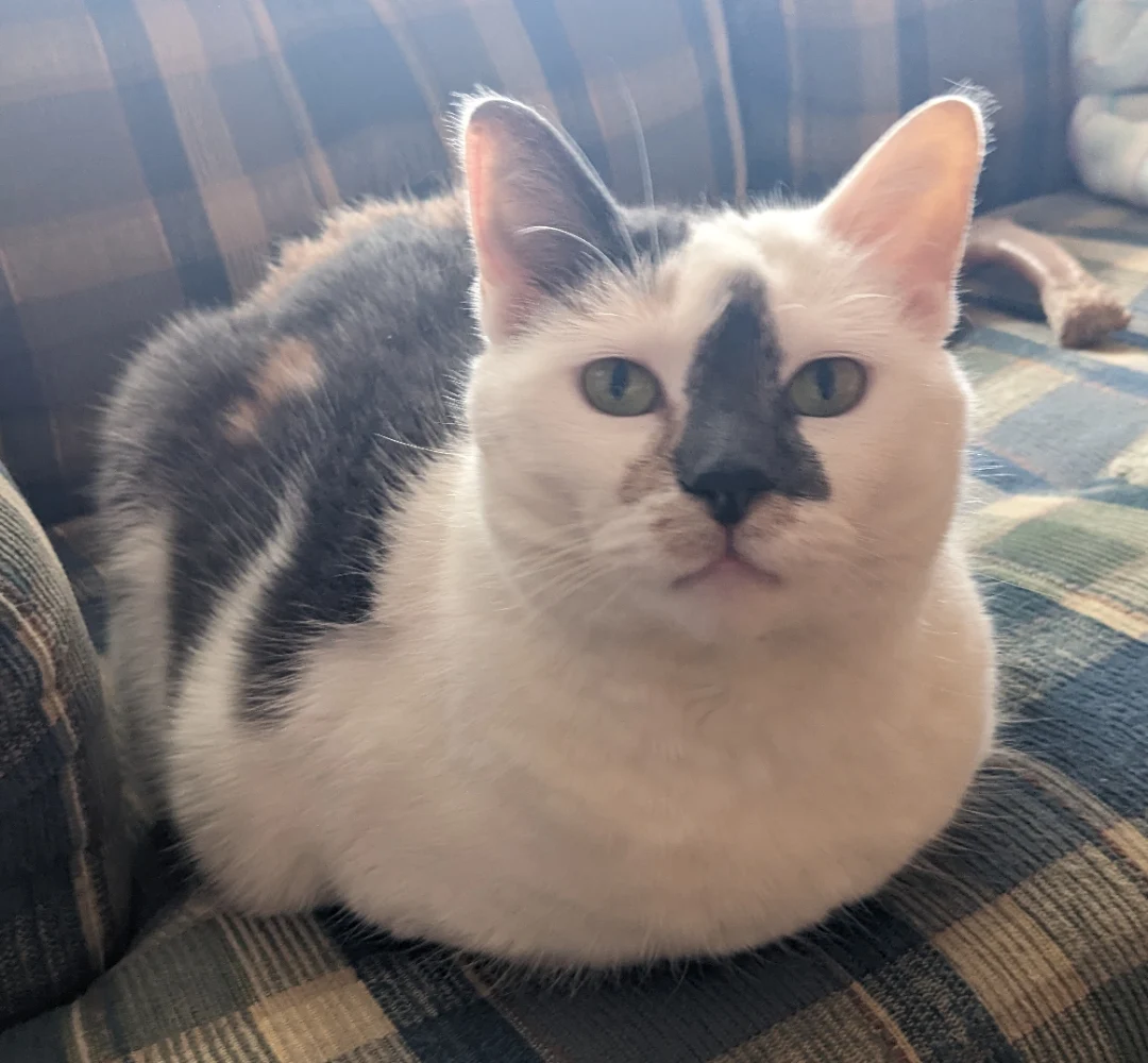Kiwi the calico couch loaf. | Scrolller