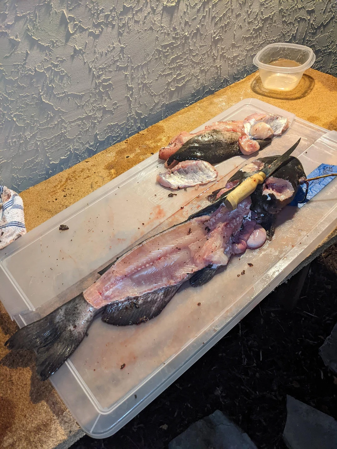 My first Flathead! | Scrolller