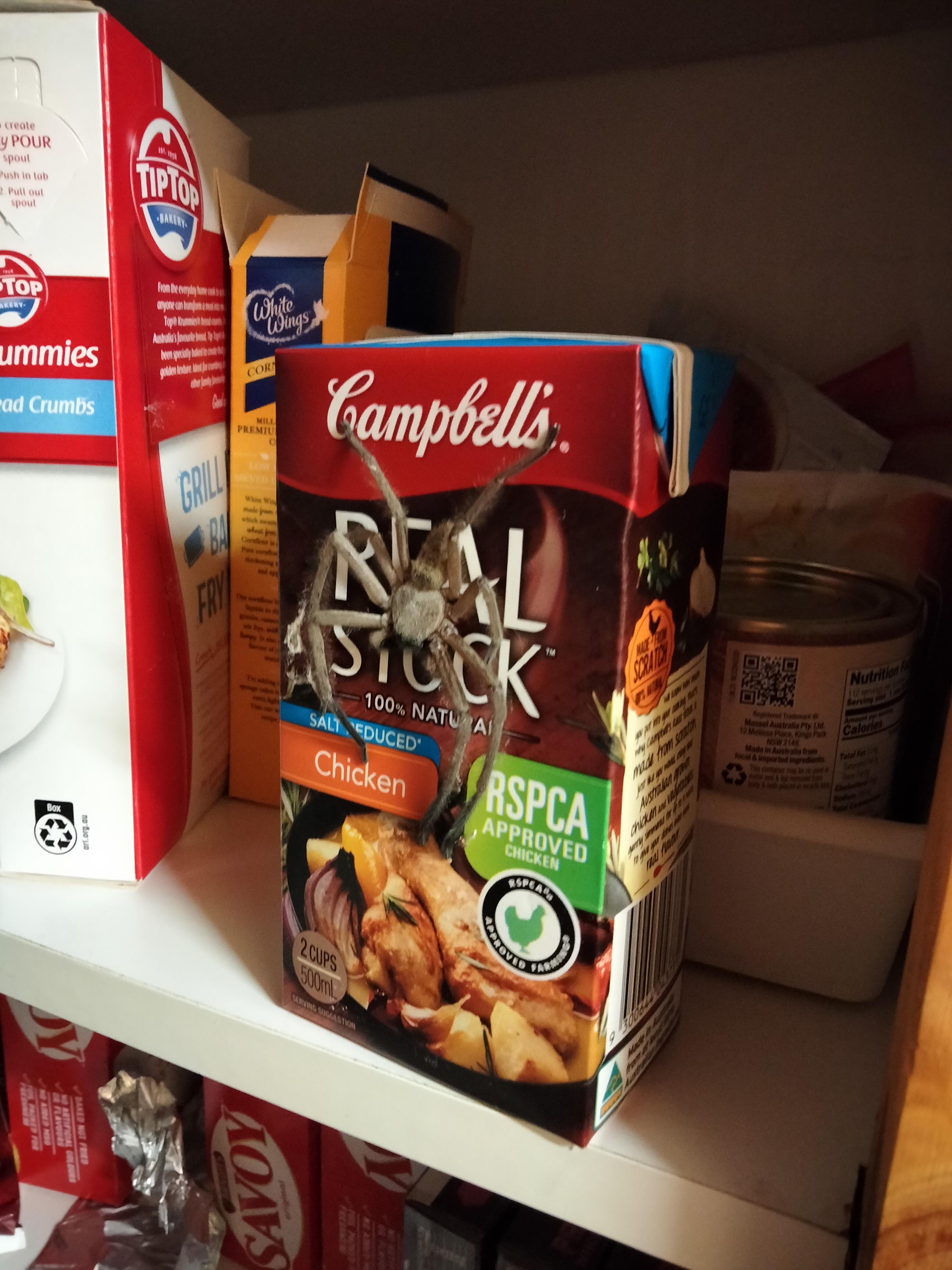 Spider in our pantry... | Scrolller