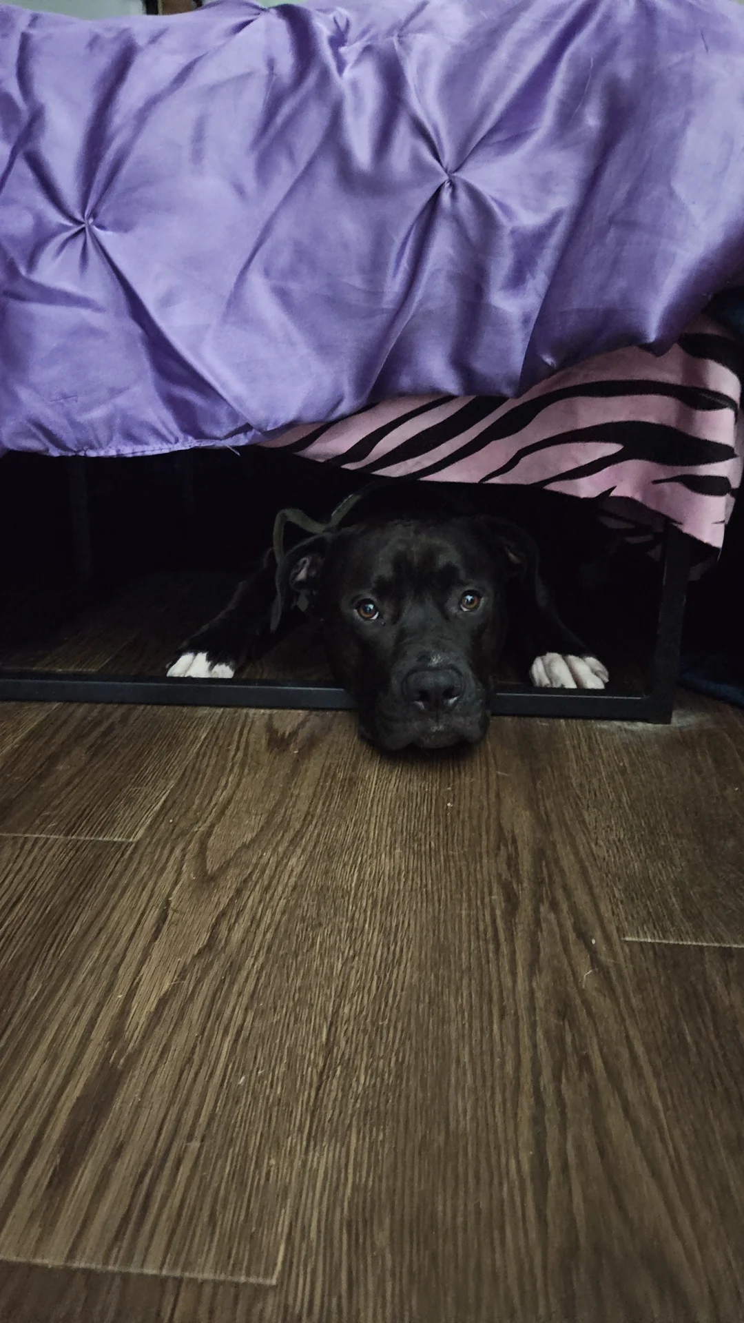 He loves to go under the bed | Scrolller