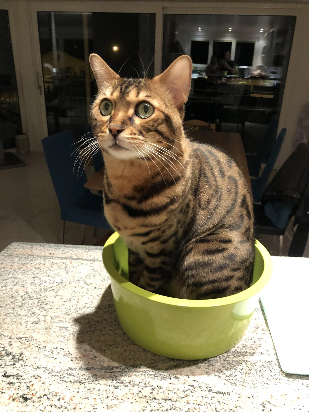 Potted bengal | Scrolller