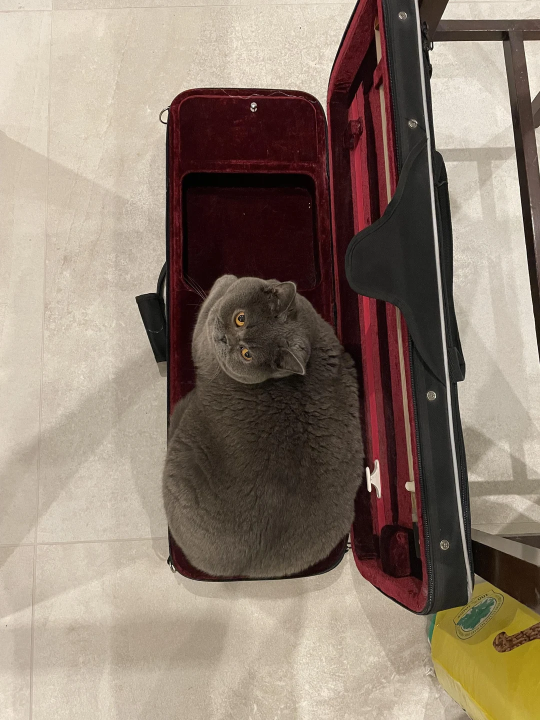 Musical trap that is a bit too small…? | Scrolller