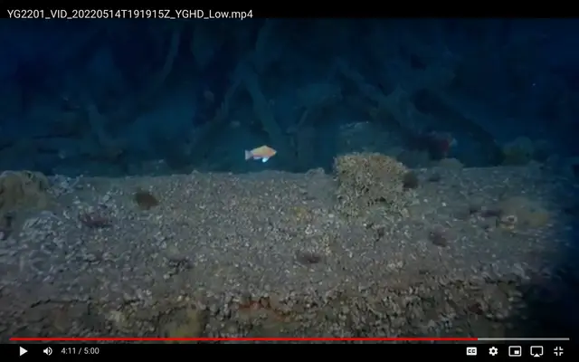 Help with Ocean Reef Fish Identification (North Carolina, USA) | Scrolller