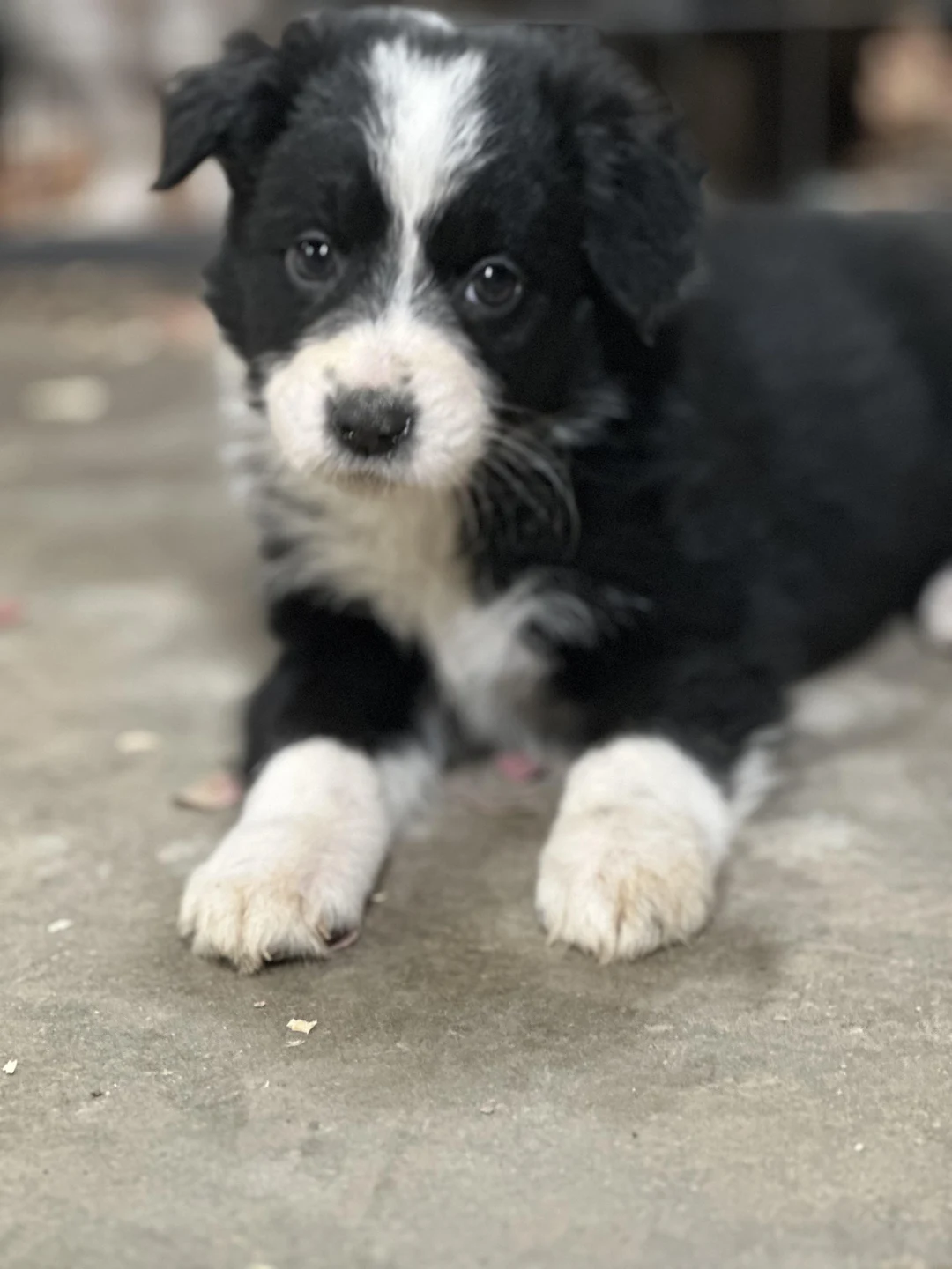 Bringing home our 8 week old Australian shepherd tomorrow | Scrolller