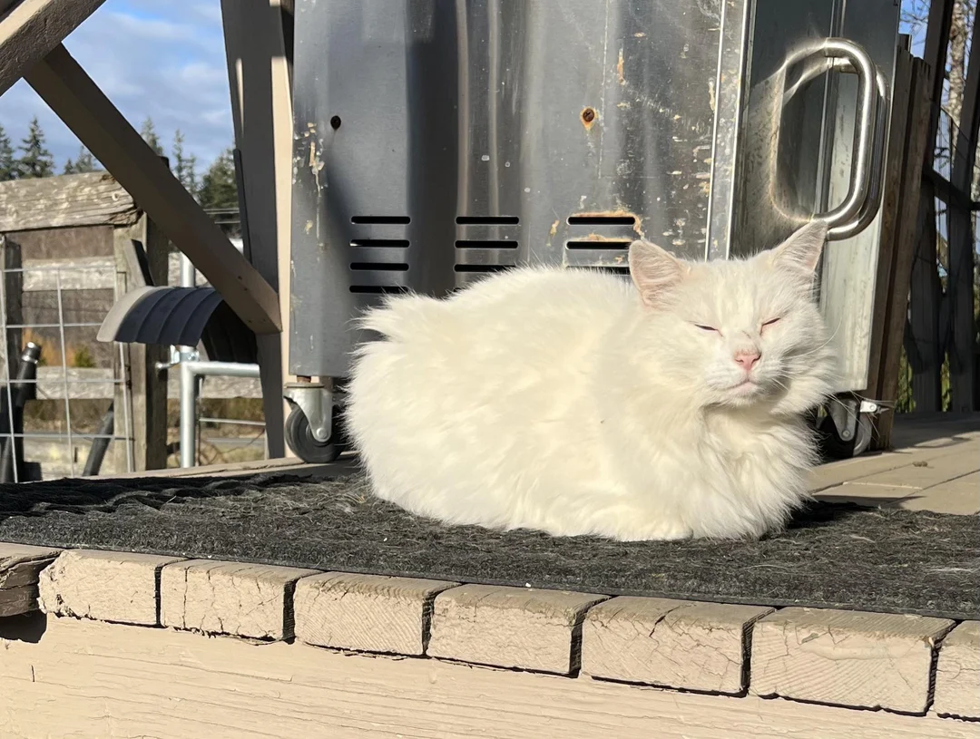 Silvery Sun Loaf | Scrolller