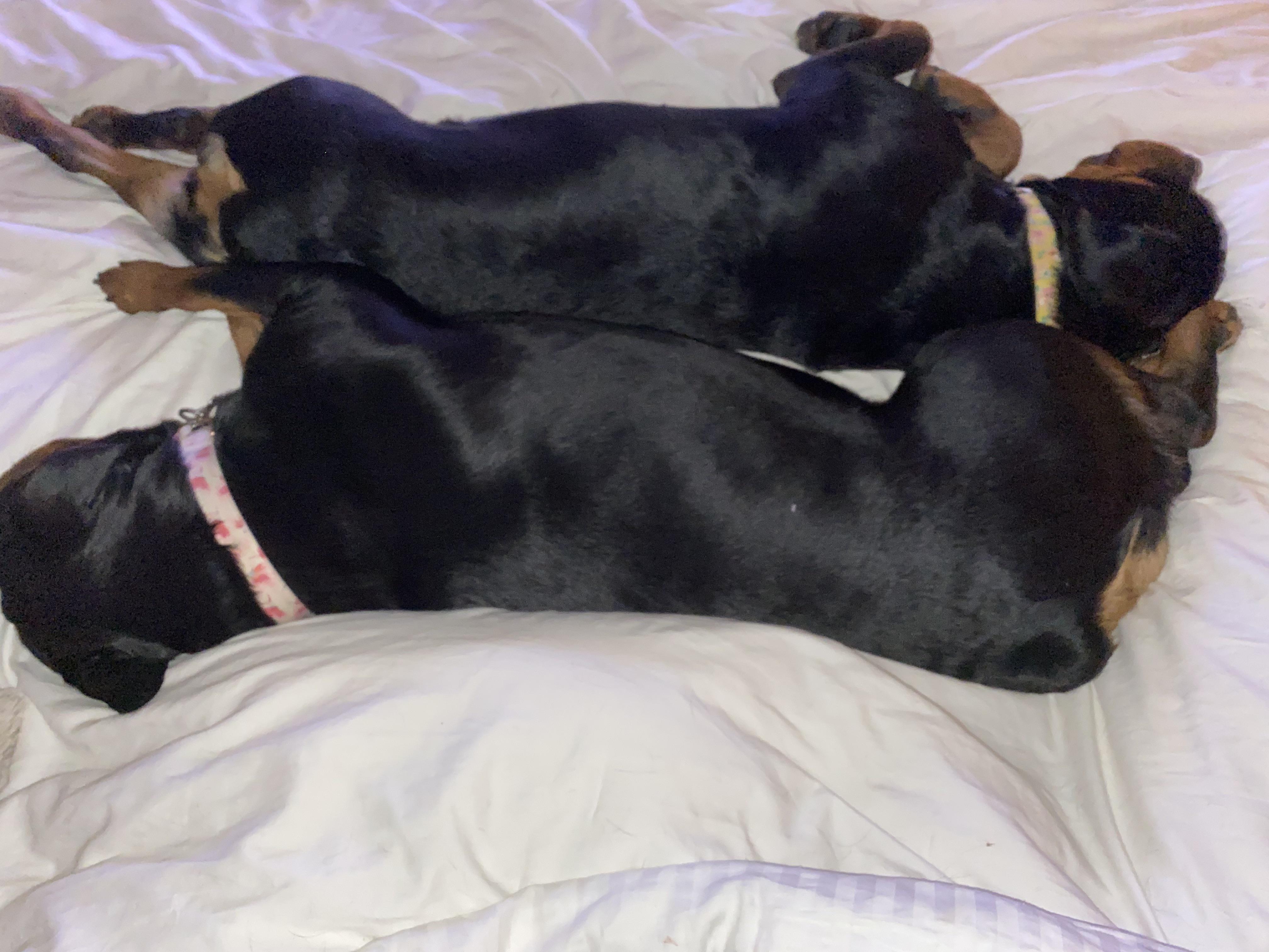 Sleeping Sisters 😍 Scrolller 1309