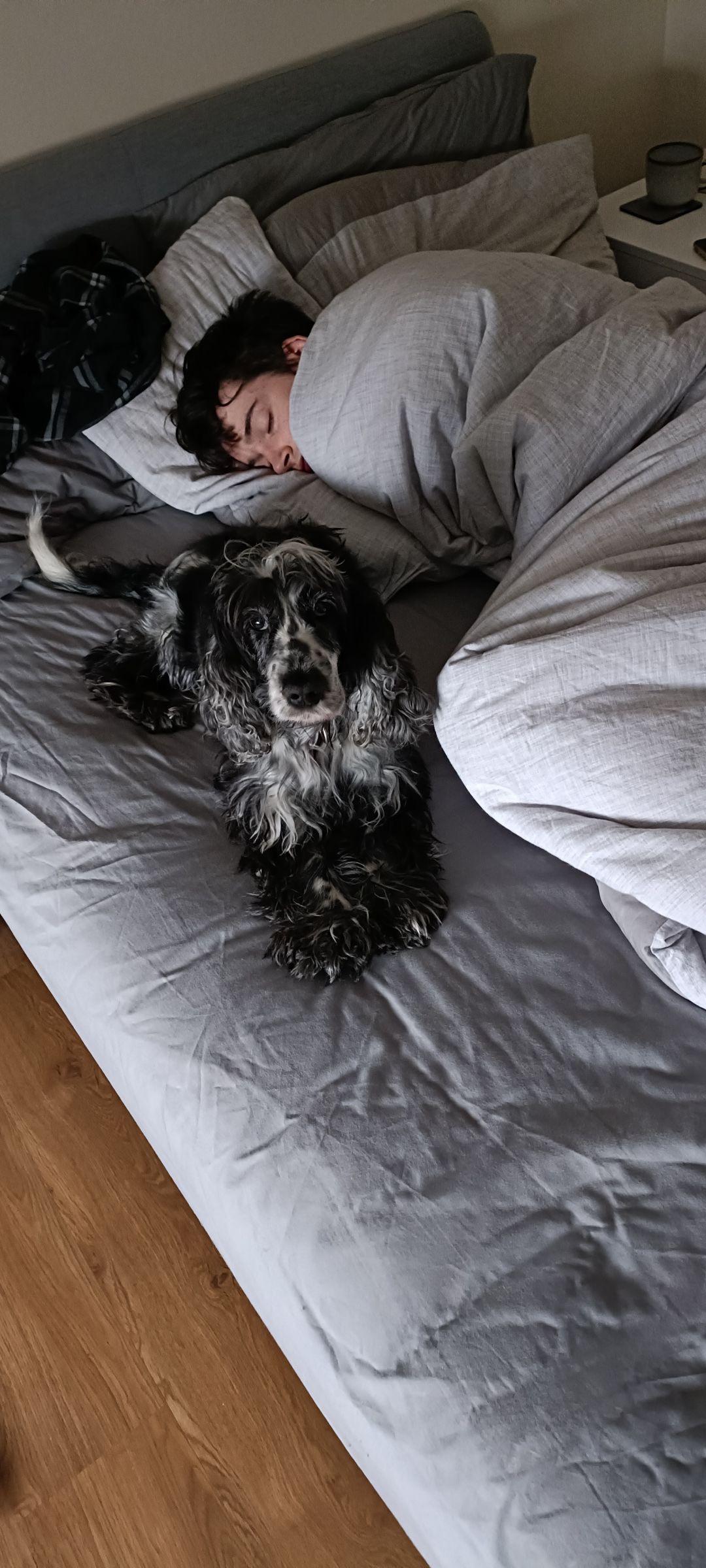 Appreciation post for my old lady, Jessie (13), who is starting her dementia medication | Scrolller