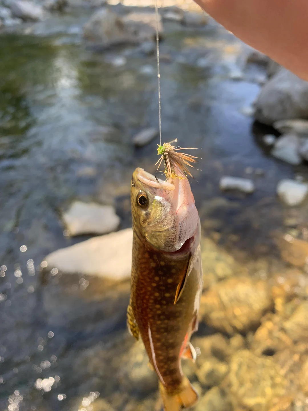 Native Vermont Brookie | Scrolller