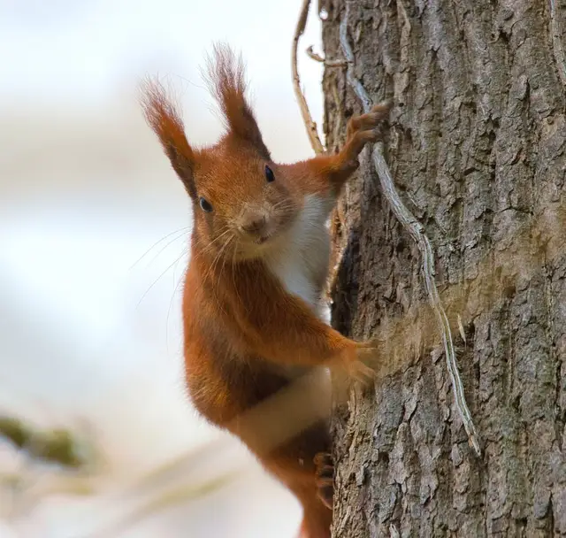 Curious red squirrel | Scrolller