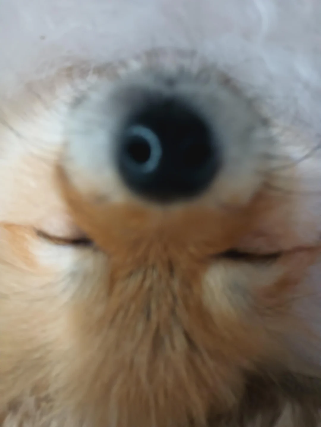 (OC) give a boop for good luck! | Scrolller