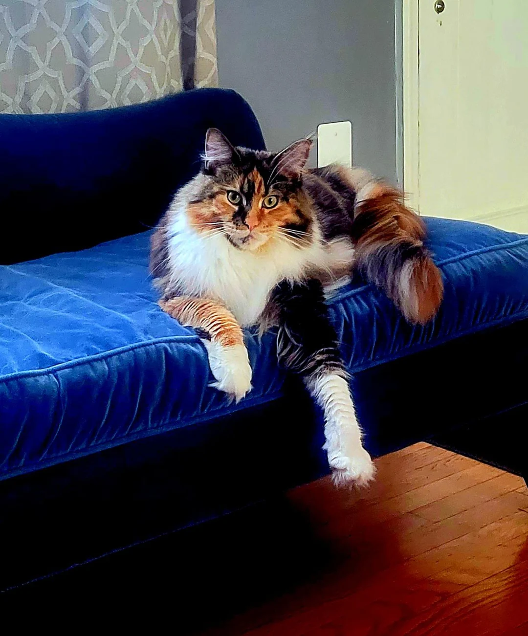 Lazy Floof | Scrolller