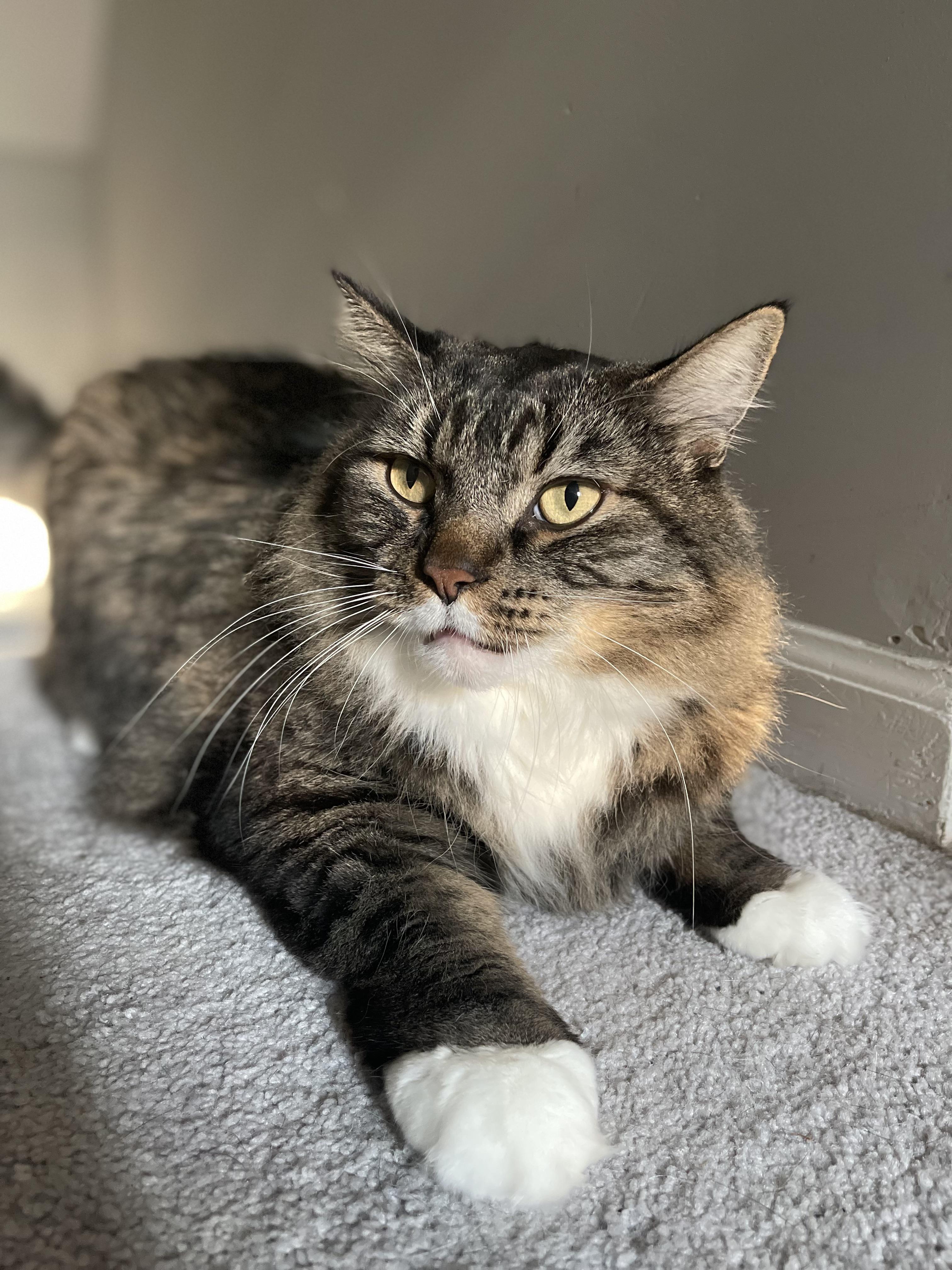 Discover more like SupermodelCats: Does my girlfriends cat Sheldon ...