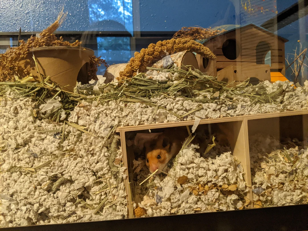 My hamster did something weird | Scrolller