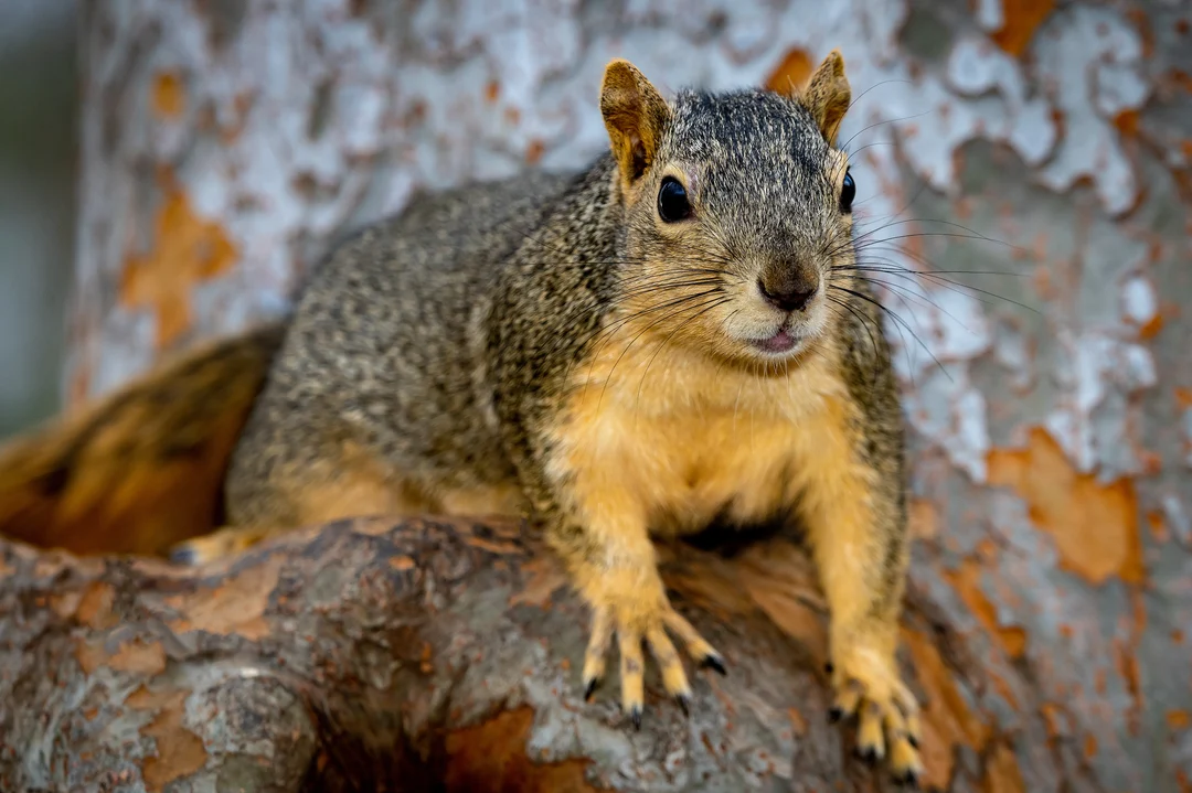 Discover more like Squirrels: Squirrel and Related Content | Scrolller