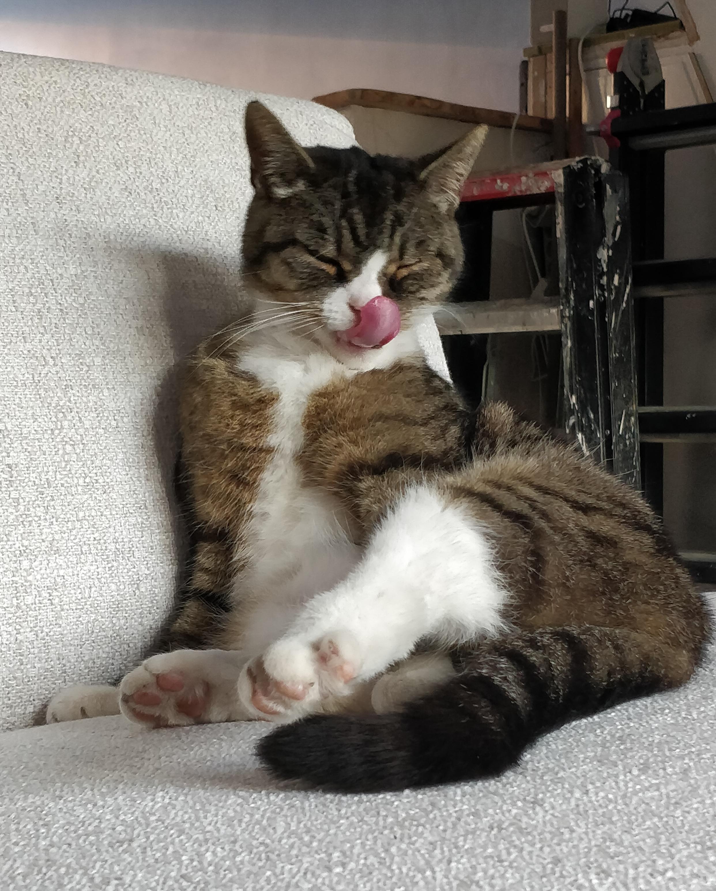 The biggest mlem | Scrolller