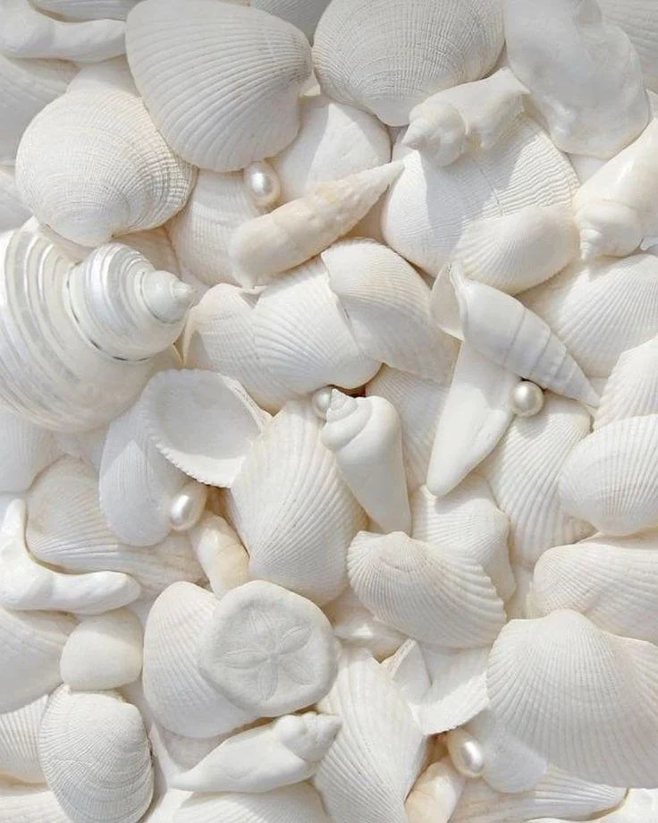 White Seashells And Pearls | Scrolller