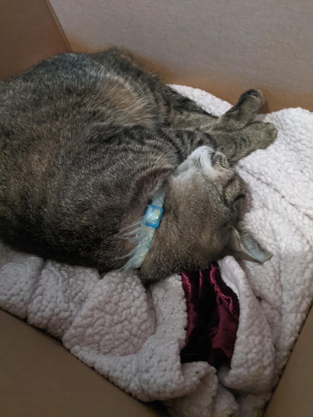 Caught a wild beast | Scrolller