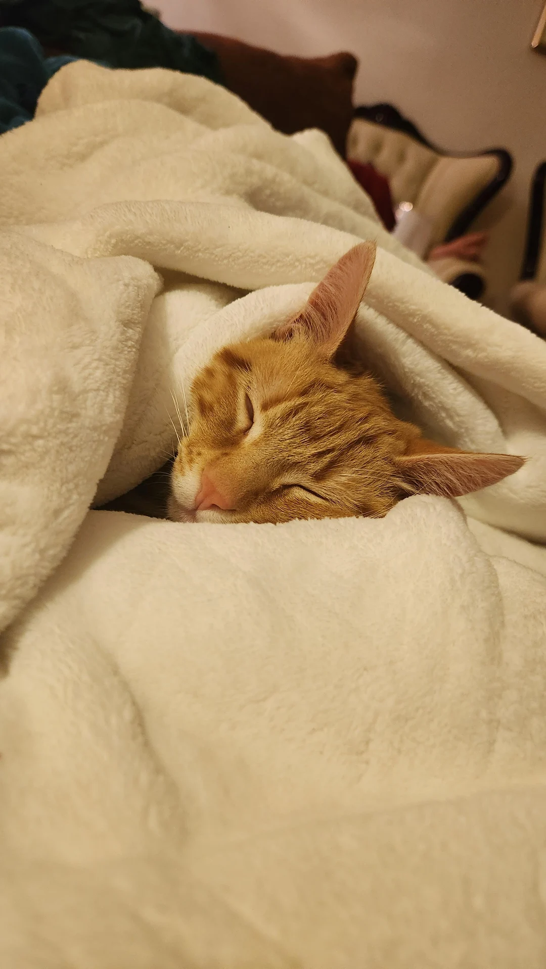 Comfy Ginger Pussy with white blanket! | Scrolller