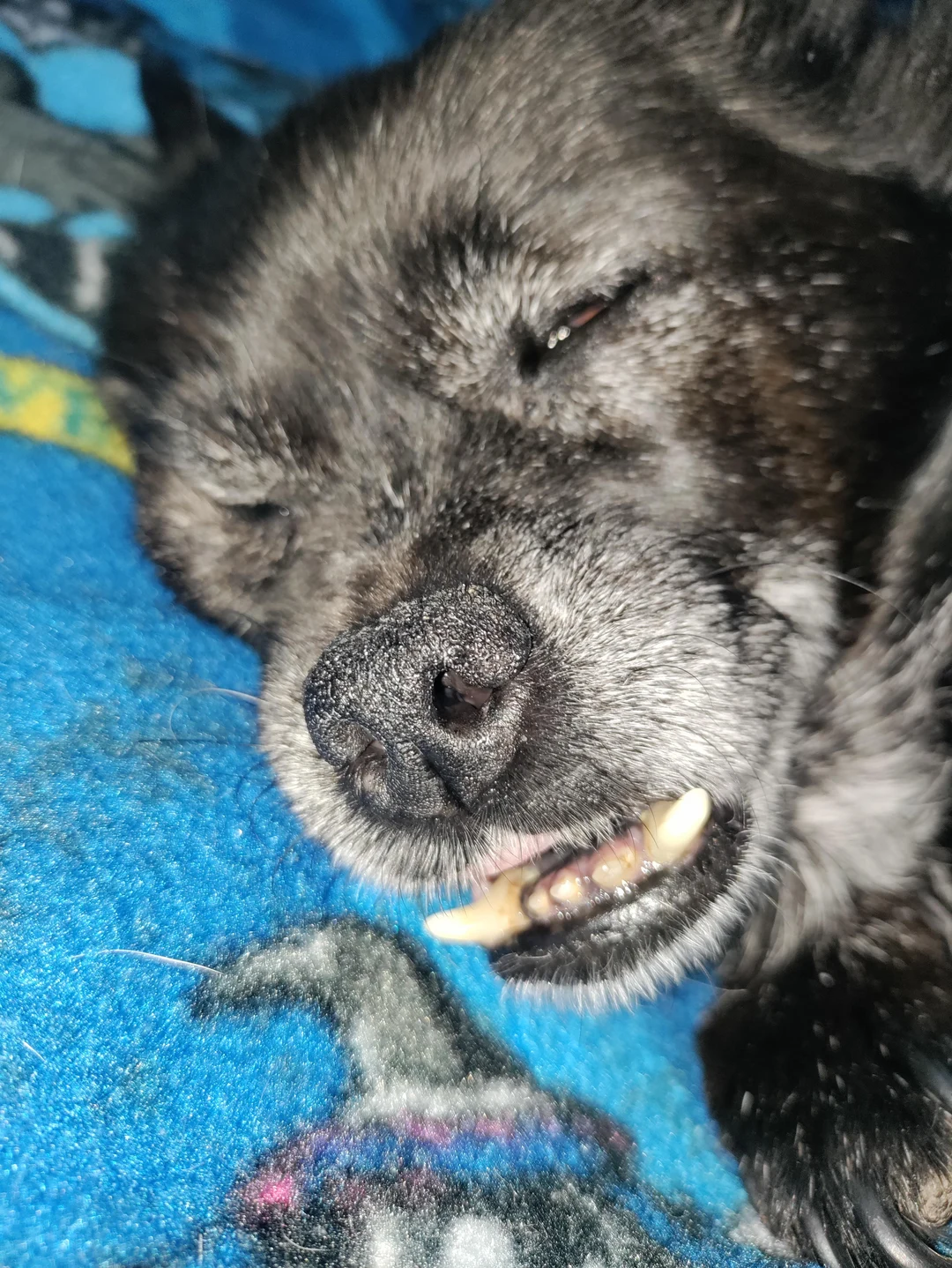 This is just the way my old Mimi looks!!! | Scrolller