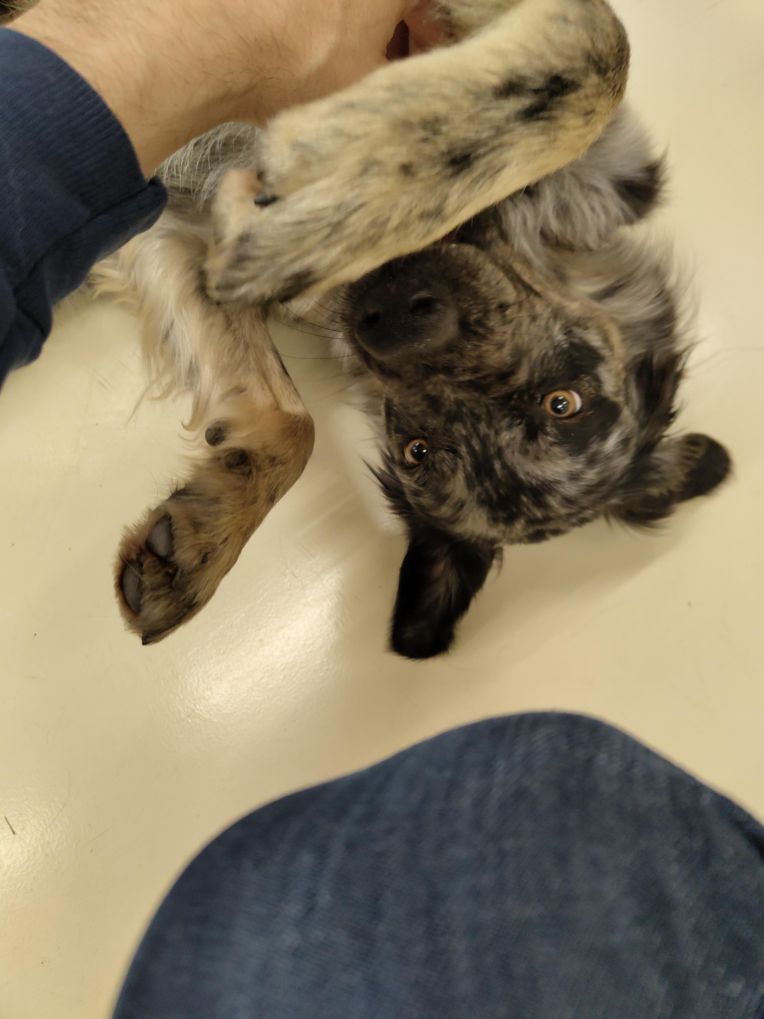 Frankenstein, aka. Frankie, our workshop buddy. | Scrolller