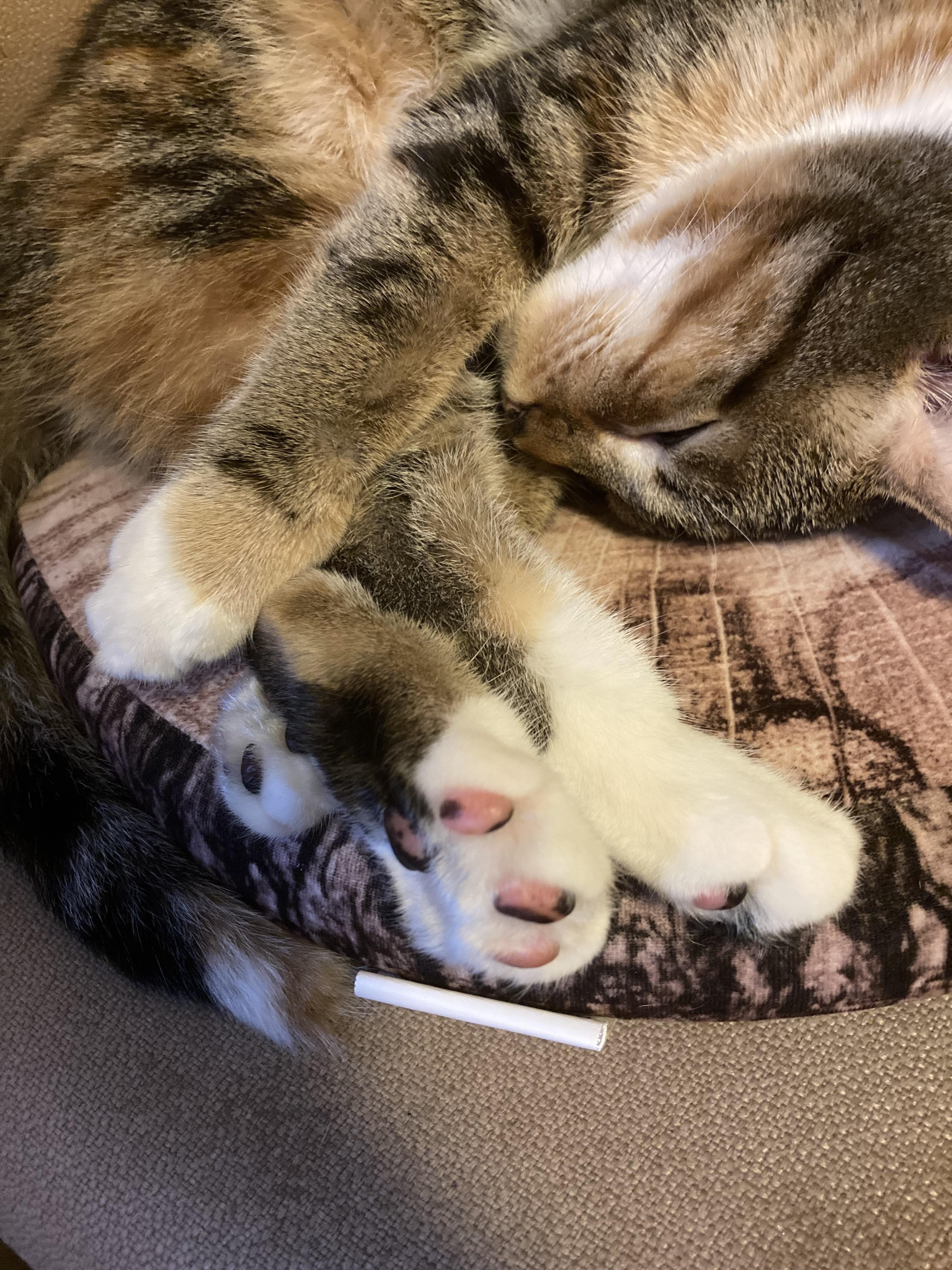 Some sleepy beans 🫘 | Scrolller
