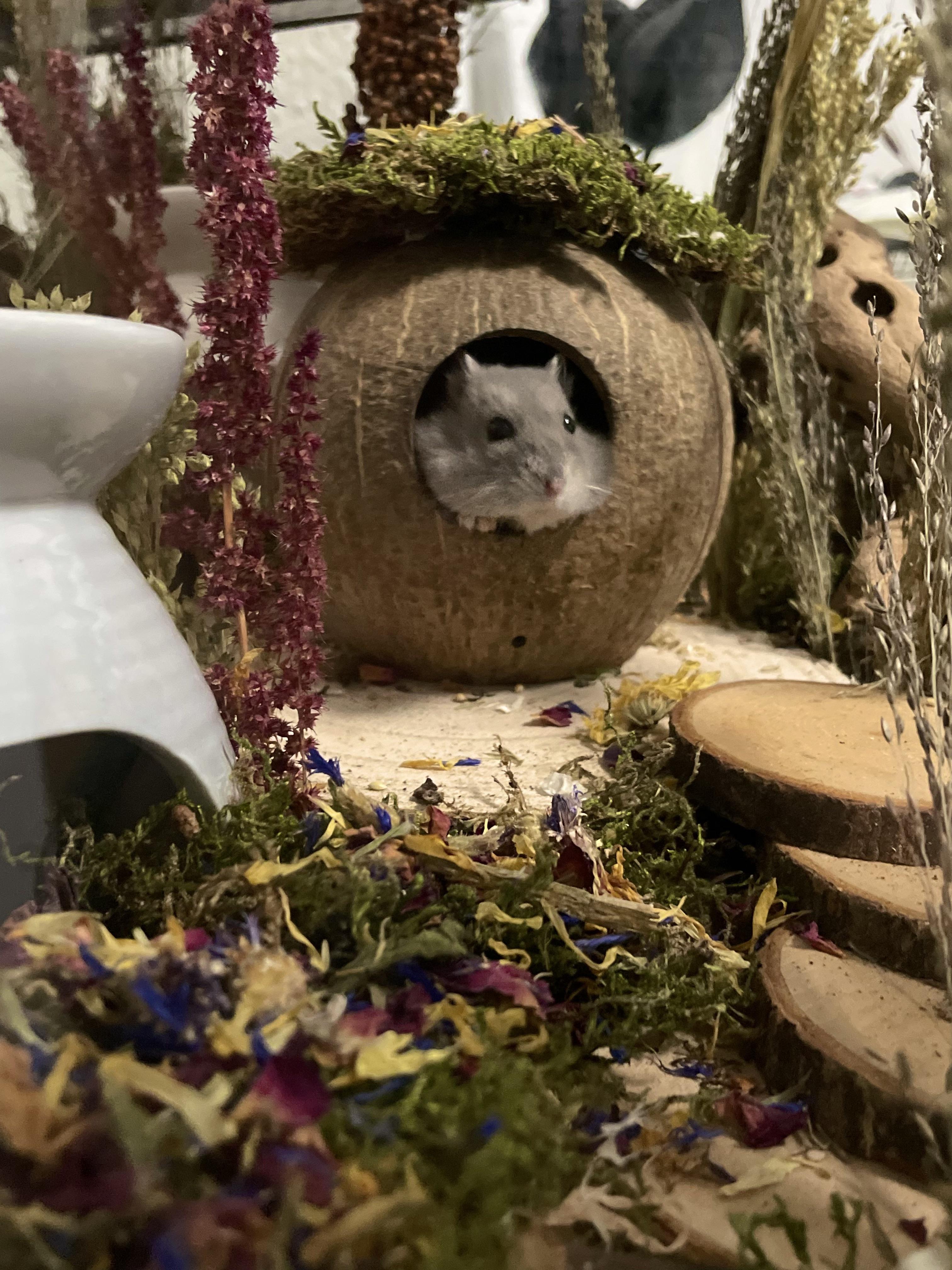 Pics of Chuchu in the coconut hide pt. 3? | Scrolller