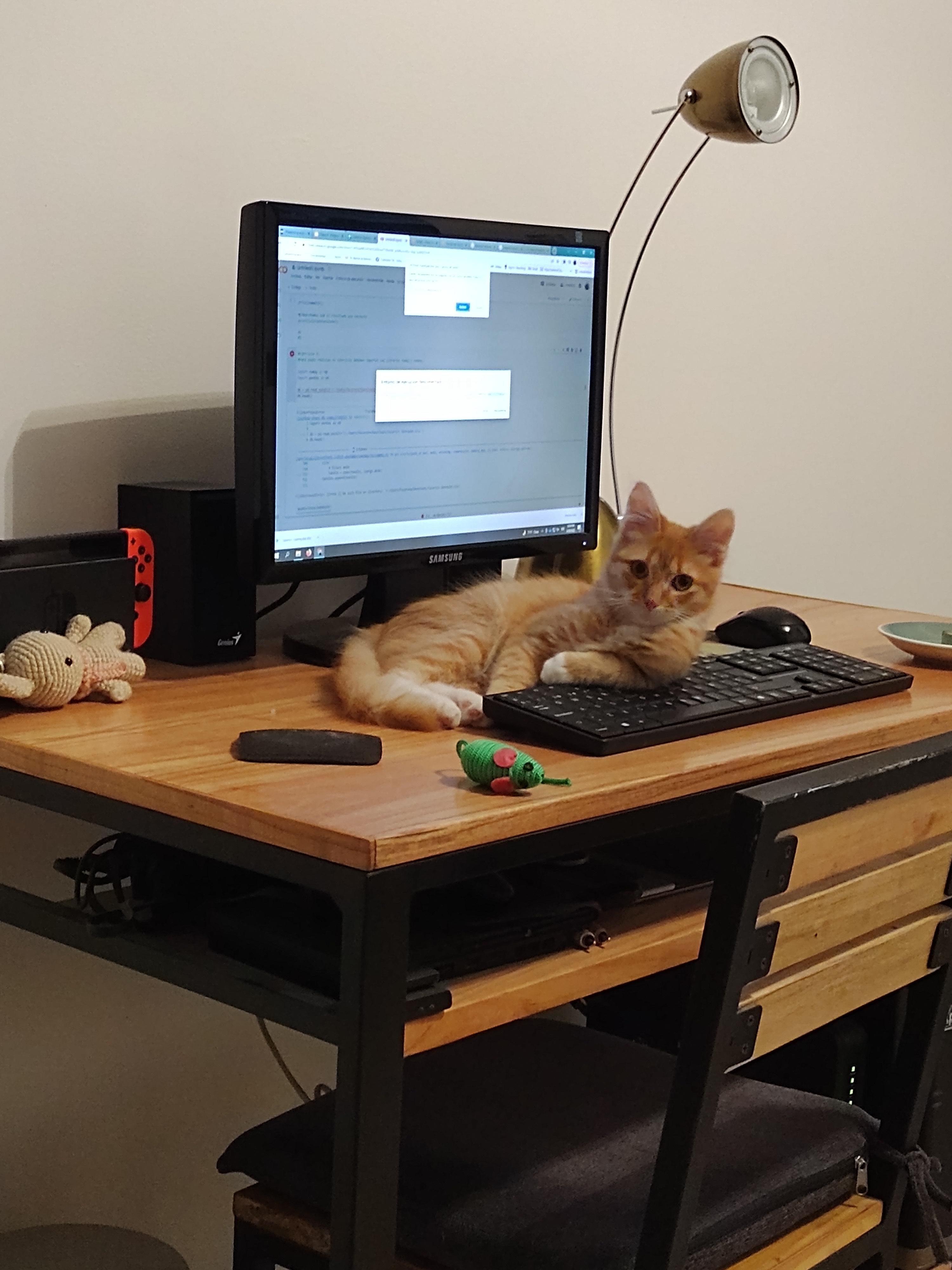 Ares loves his keyboard naps | Scrolller