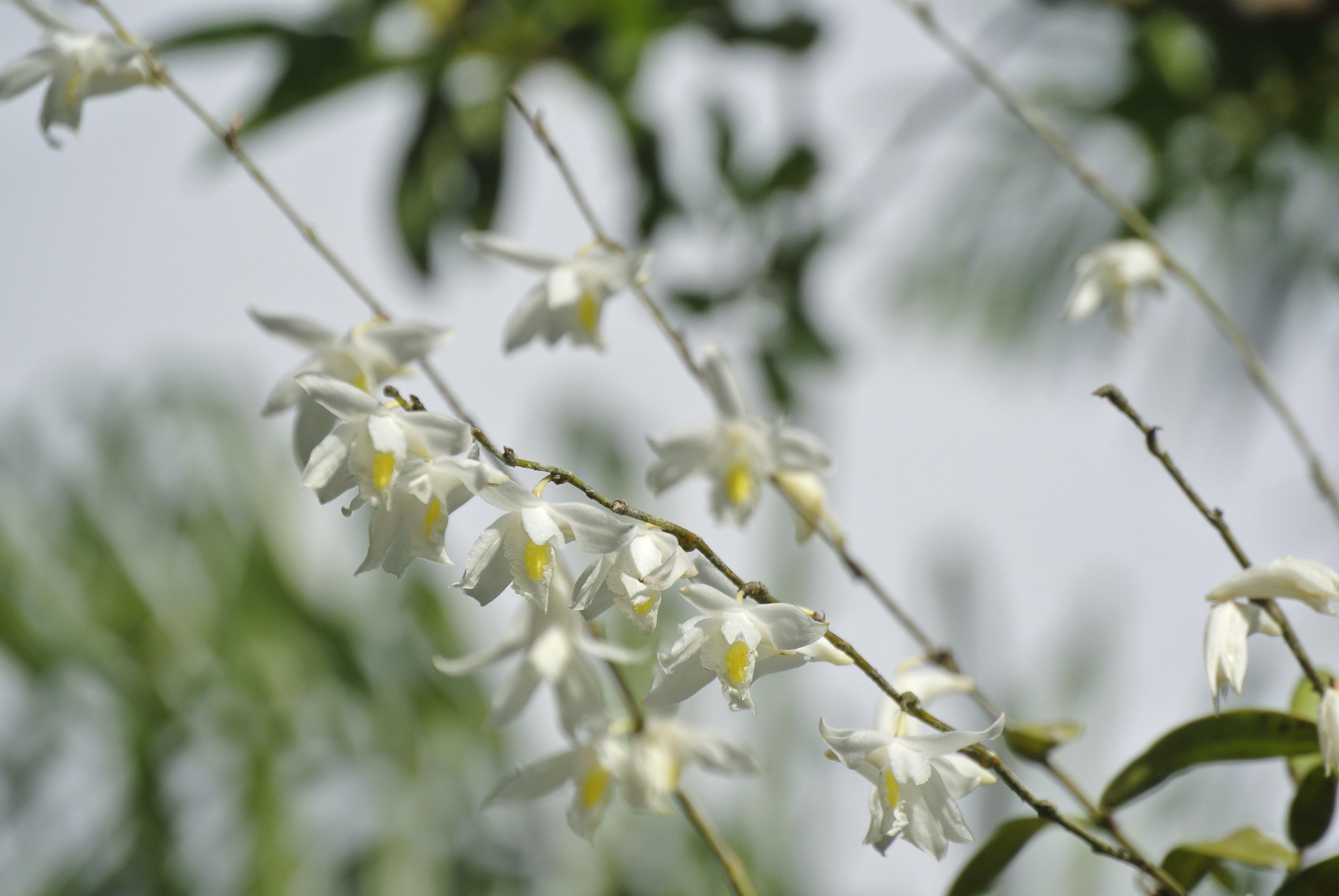 Wild Orchids! | Scrolller